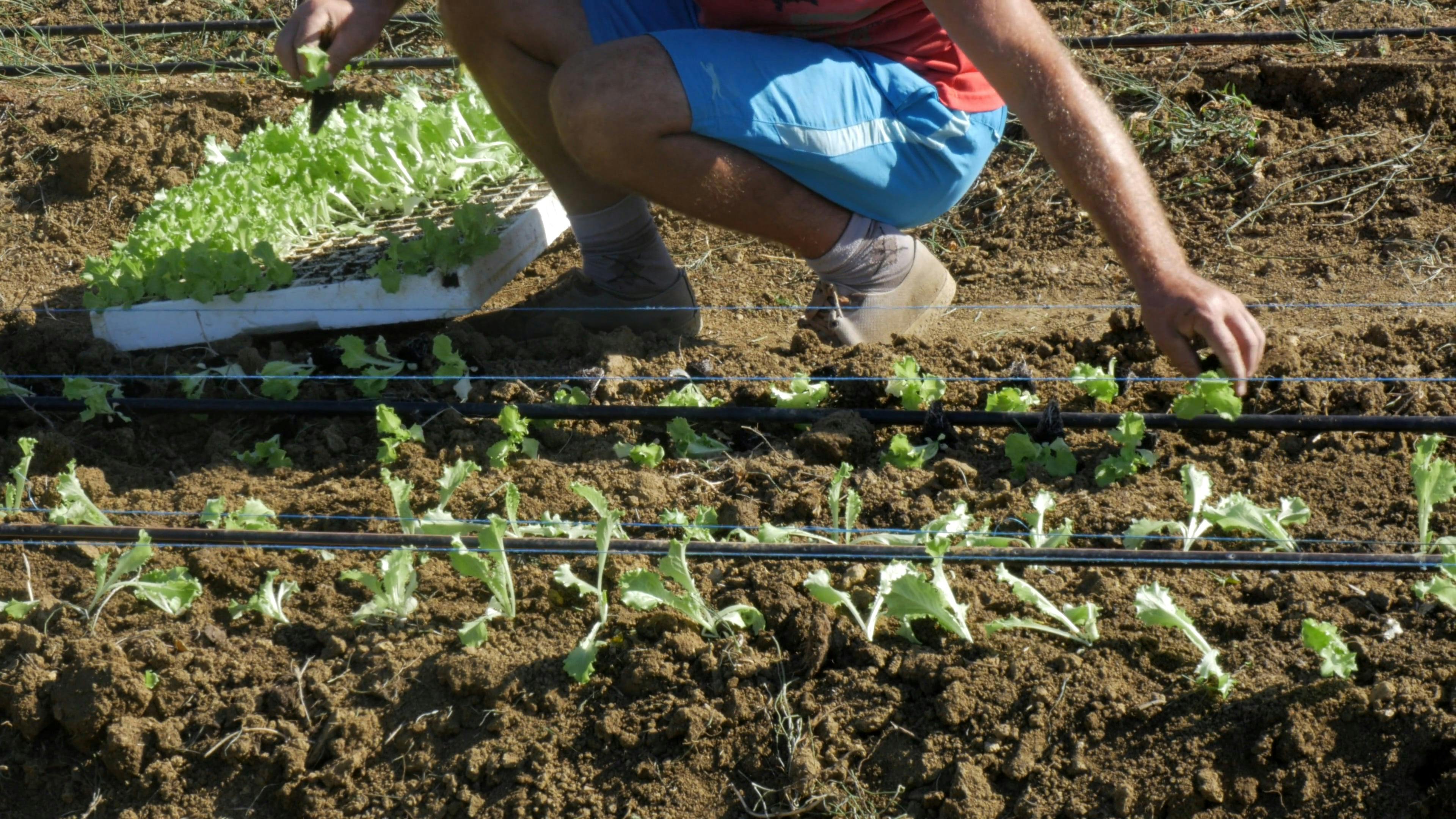 People Working in the Farms · Free Stock Video