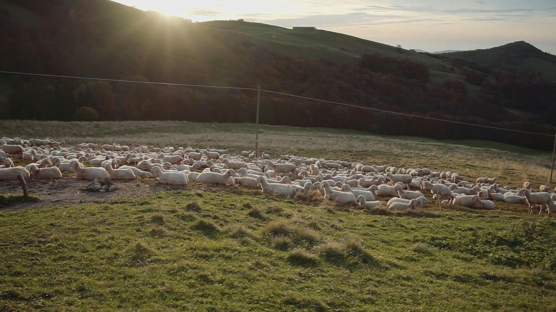 Herd of Sheep · Free Stock Video
