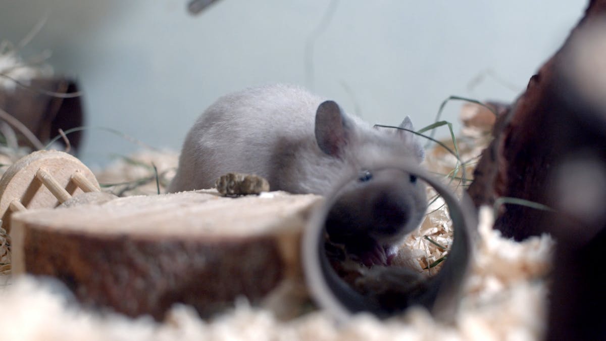 Animated Rat Videos, Download The BEST Free 4k Stock Video Footage ...