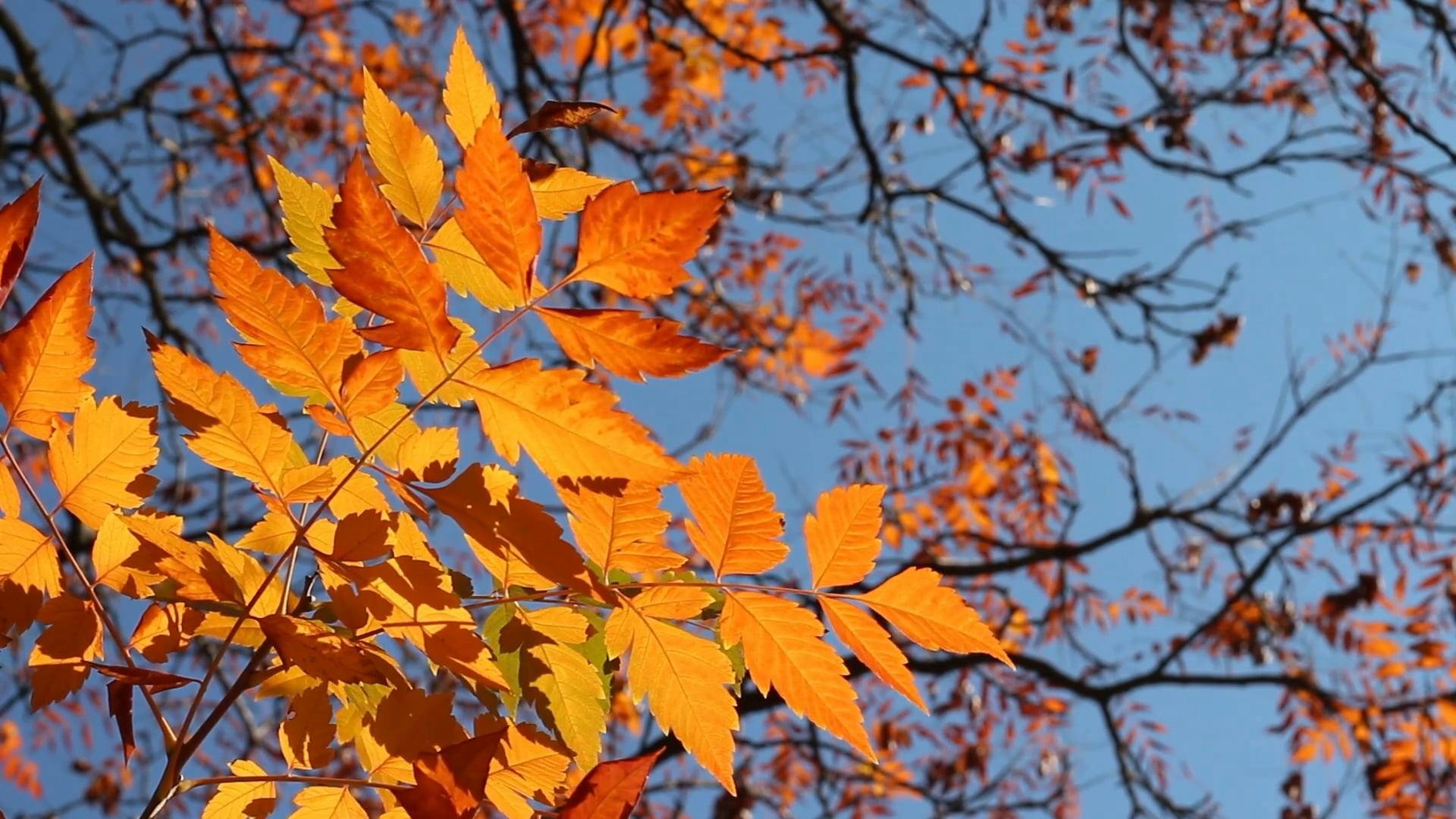 Close-Up Video of Autumn Leaves · Free Stock Video