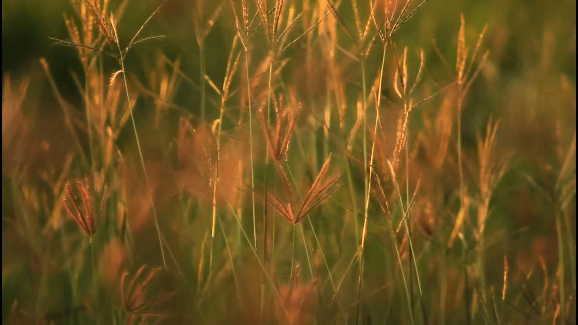 Grass Field During Golden Hour Free Stock Video Footage, Royalty-Free ...