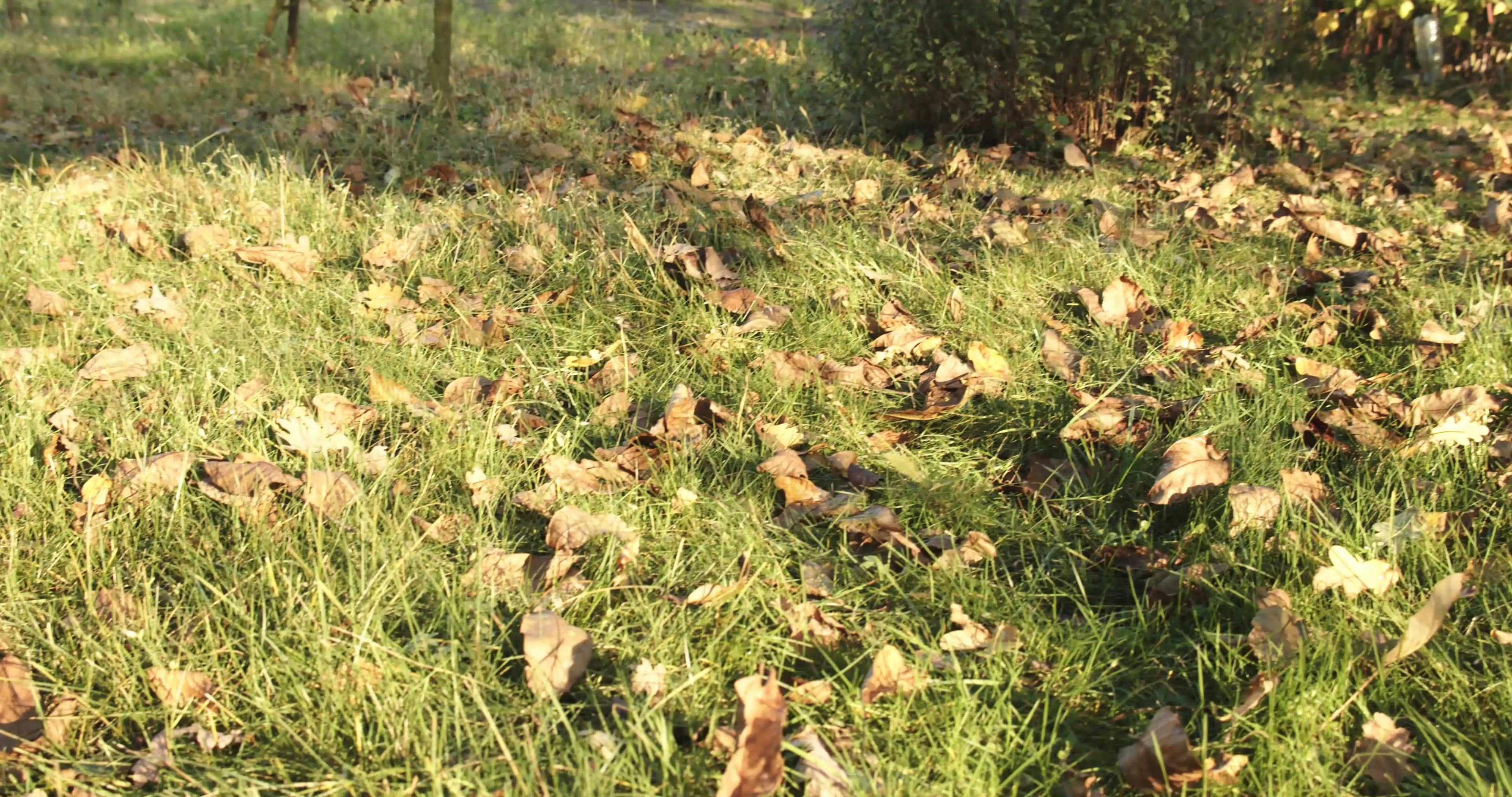 Dogs Running in Slow Motion Free Stock Video Footage, Royalty-Free 4K ...