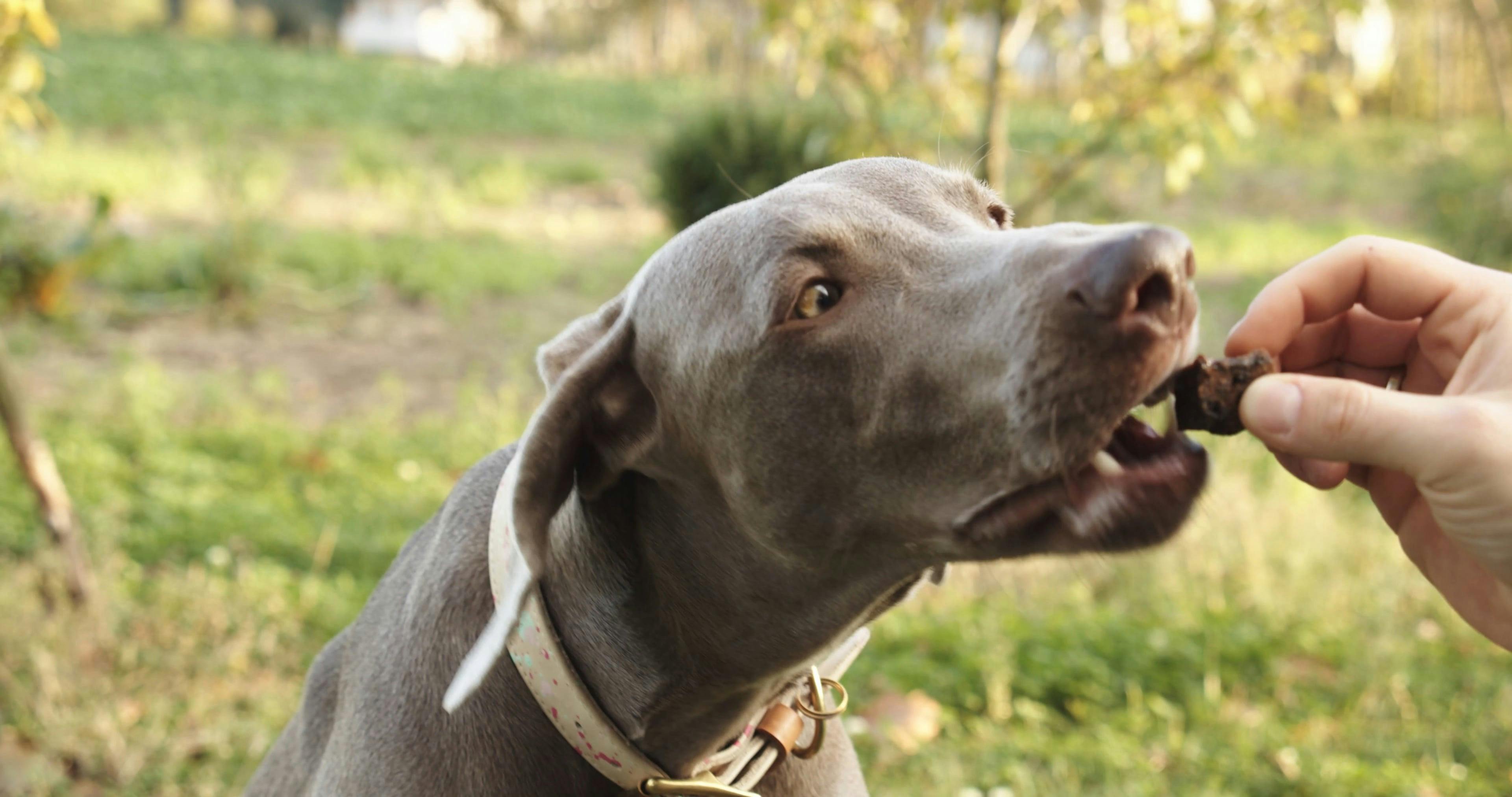 A Dog Eating Food On A Pet Plate Free Stock Video Footage, Royalty-Free ...