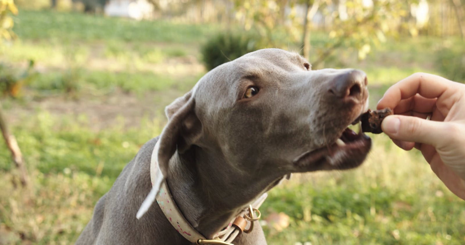 Dog Eating Videos, Download The BEST Free 4k Stock Video Footage & Dog ...