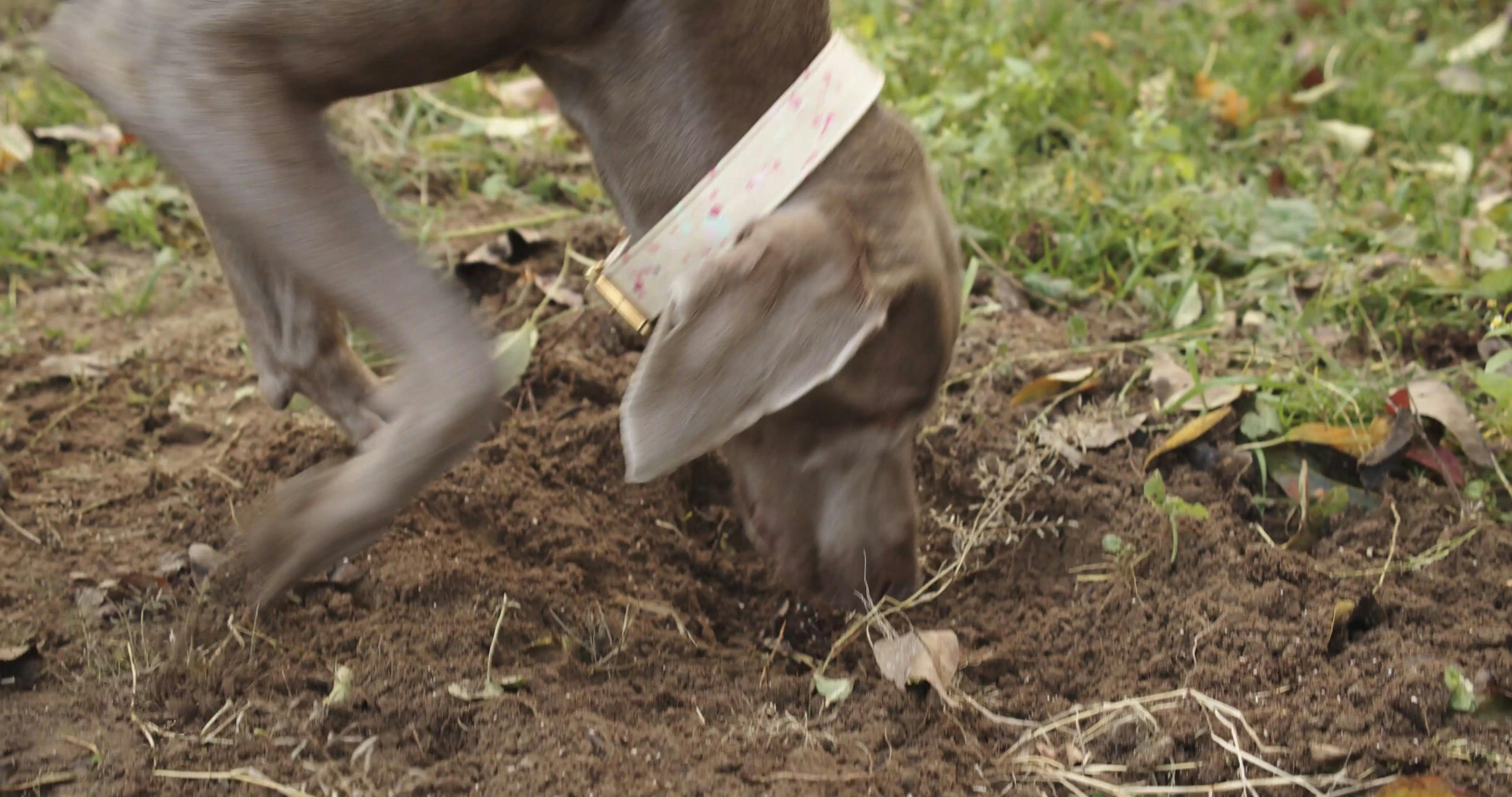 A Dog Smelling the ground Free Stock Video Footage, Royalty-Free 4K ...