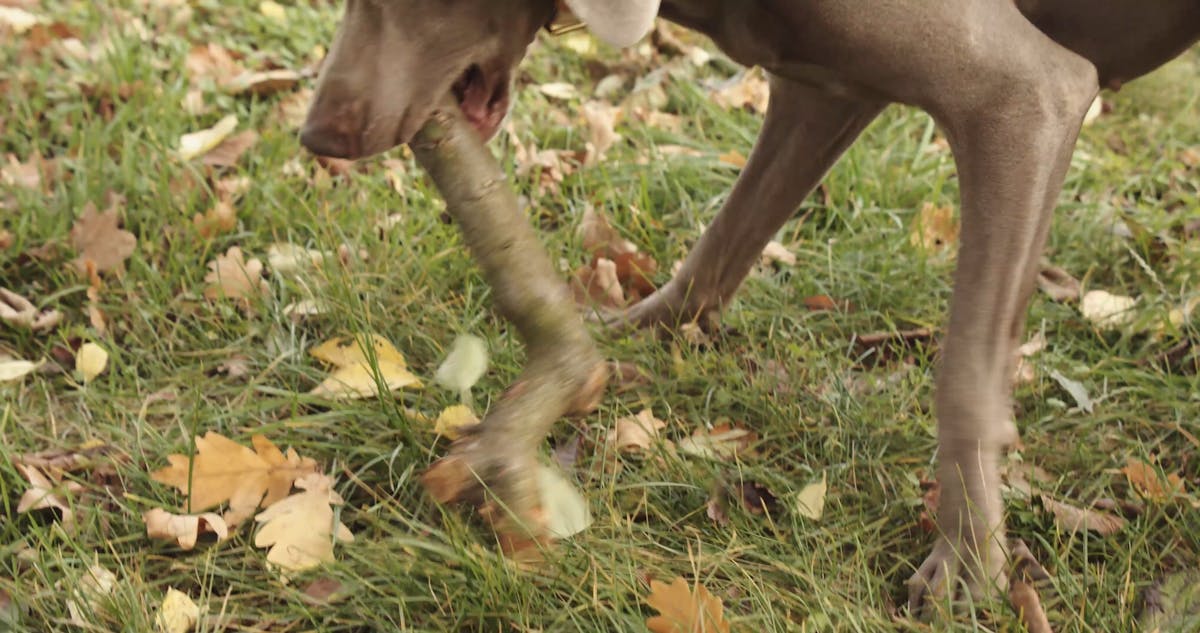 Dog Biting Videos, Download The BEST Free 4k Stock Video Footage & Dog ...