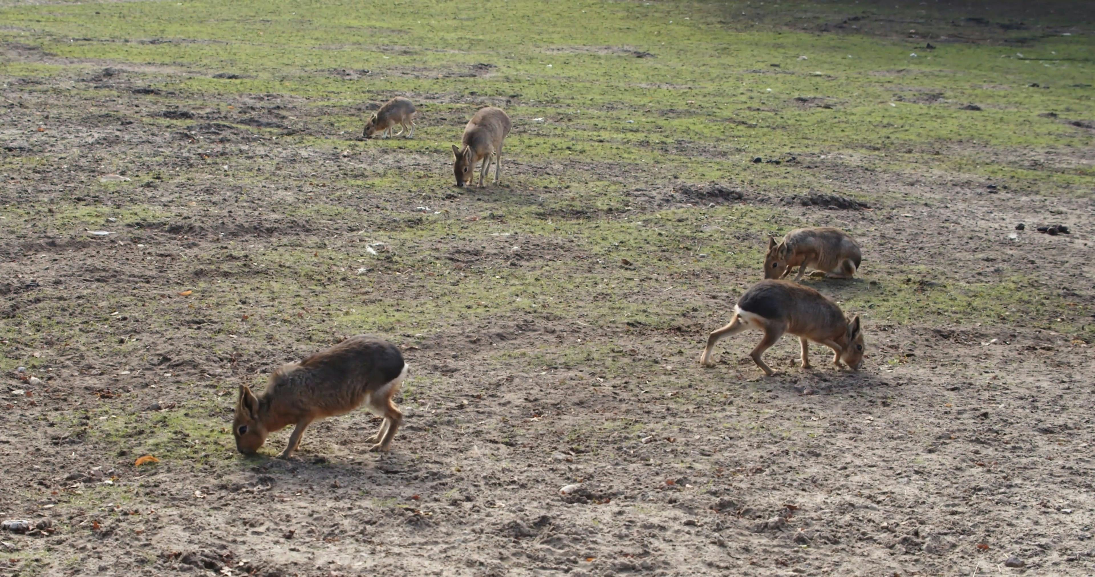 Small Wild Animals Free Stock Video Footage, Royalty-Free 4K & HD Video ...