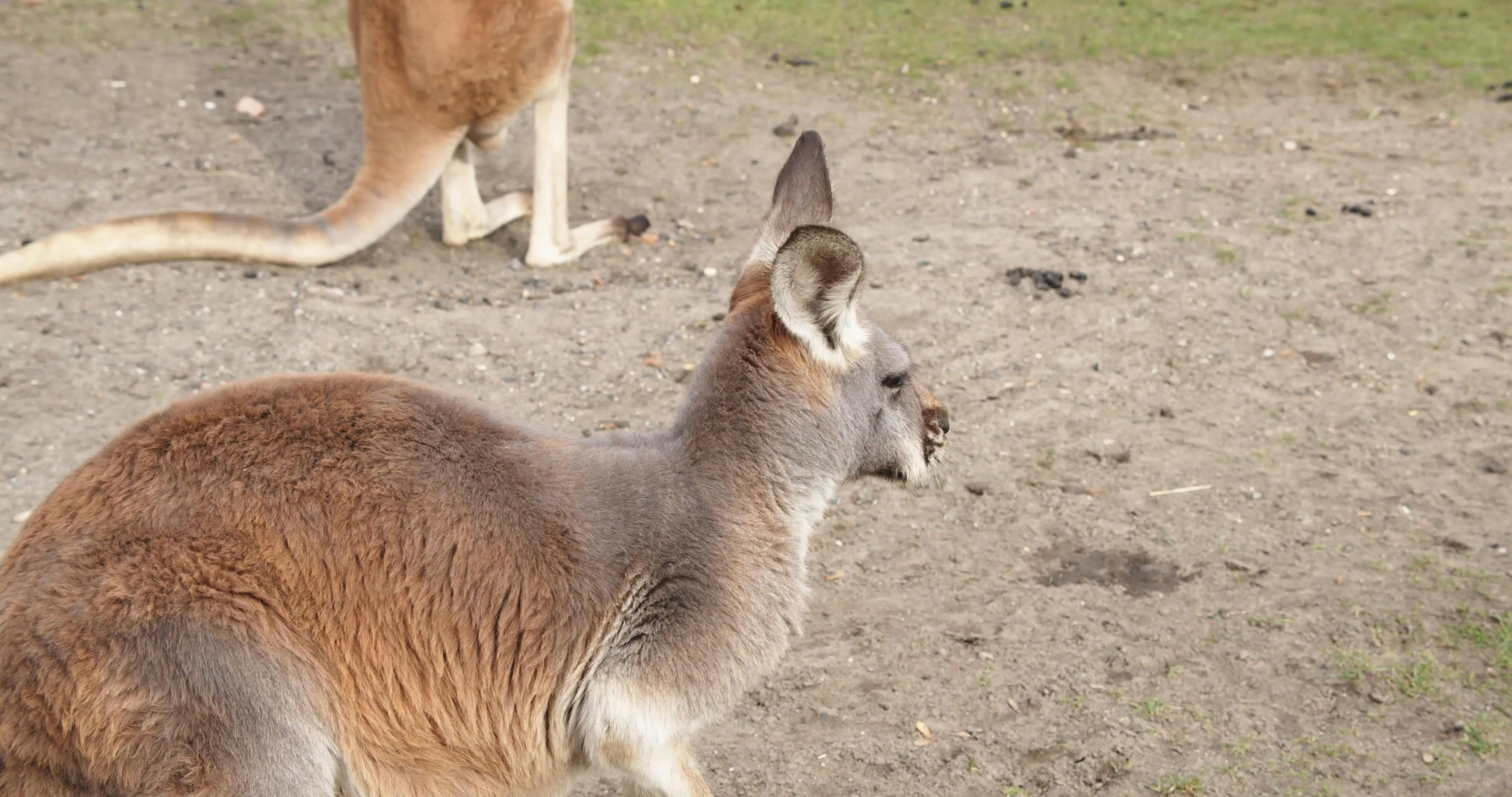 A Kangaroo Hopping Freely on a Safari Free Stock Video Footage, Royalty ...