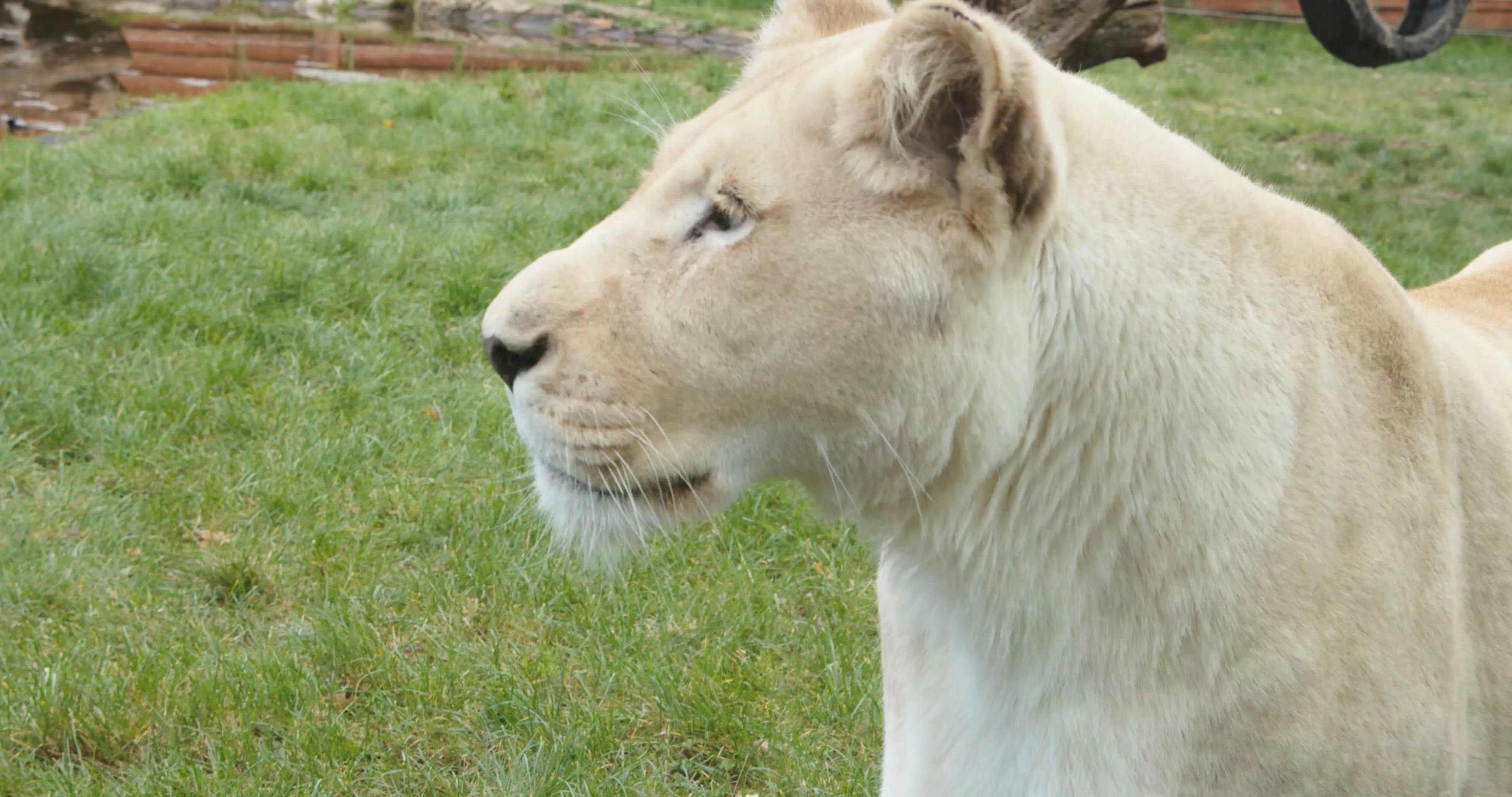 Zoo Visit Videos, Download The BEST Free 4k Stock Video Footage & Zoo ...