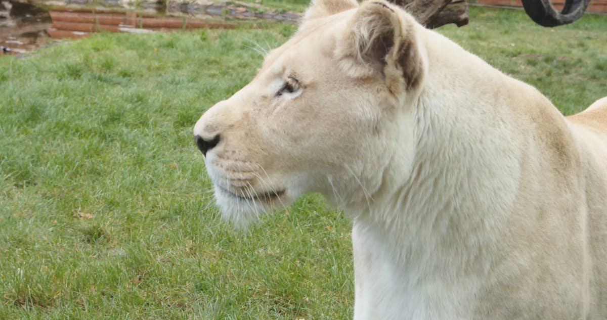 Lion Videos, Download The BEST Free 4k Stock Video Footage & Lion HD ...