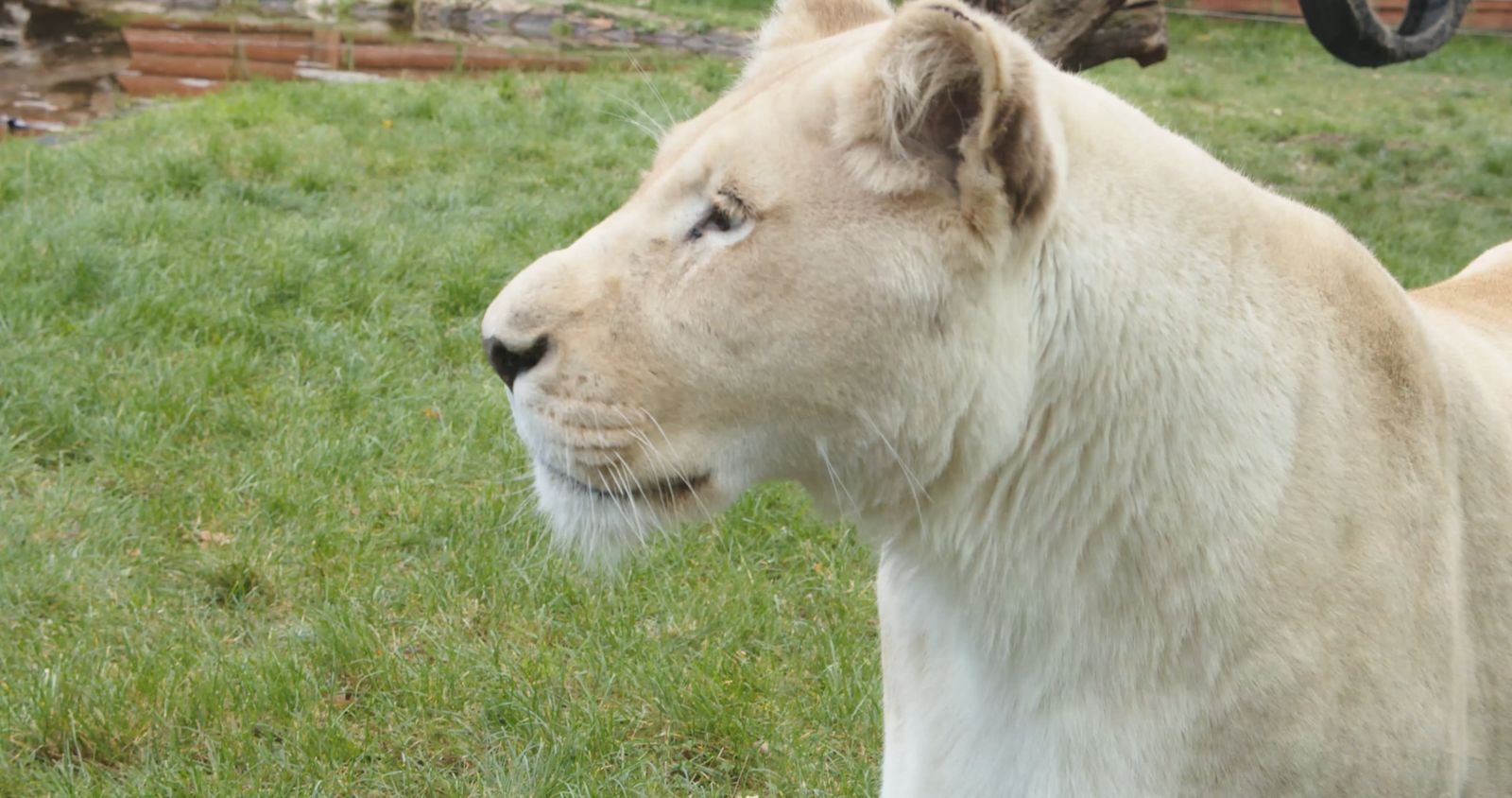 Lion Animation Videos, Download The BEST Free 4k Stock Video Footage ...