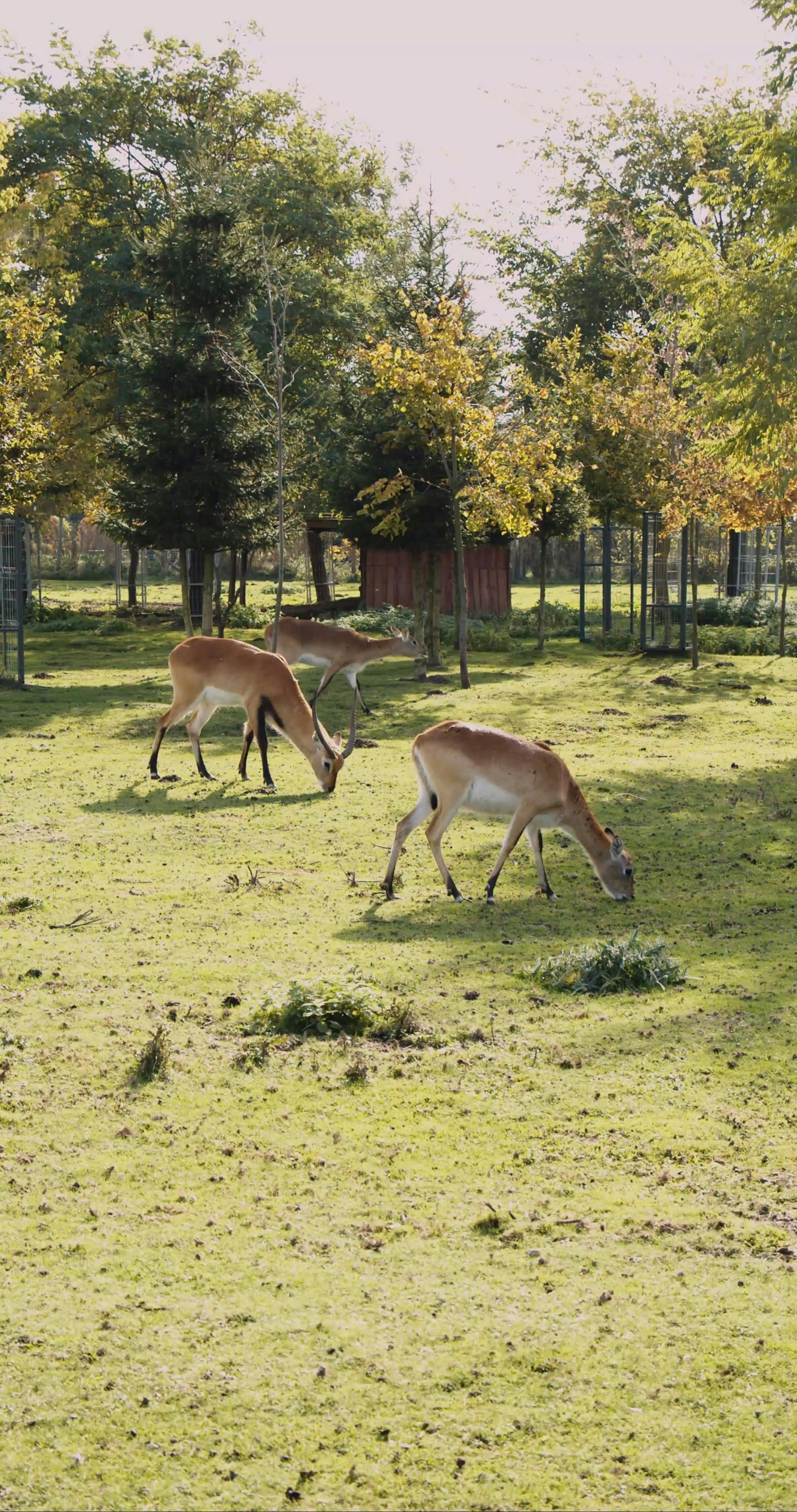 Vertical Video of a Herd of Antelopes Eating Grass Outside · Free Stock ...