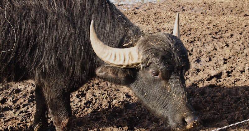 Buffalo Videos, Download The BEST Free 4k Stock Video Footage & Buffalo ...