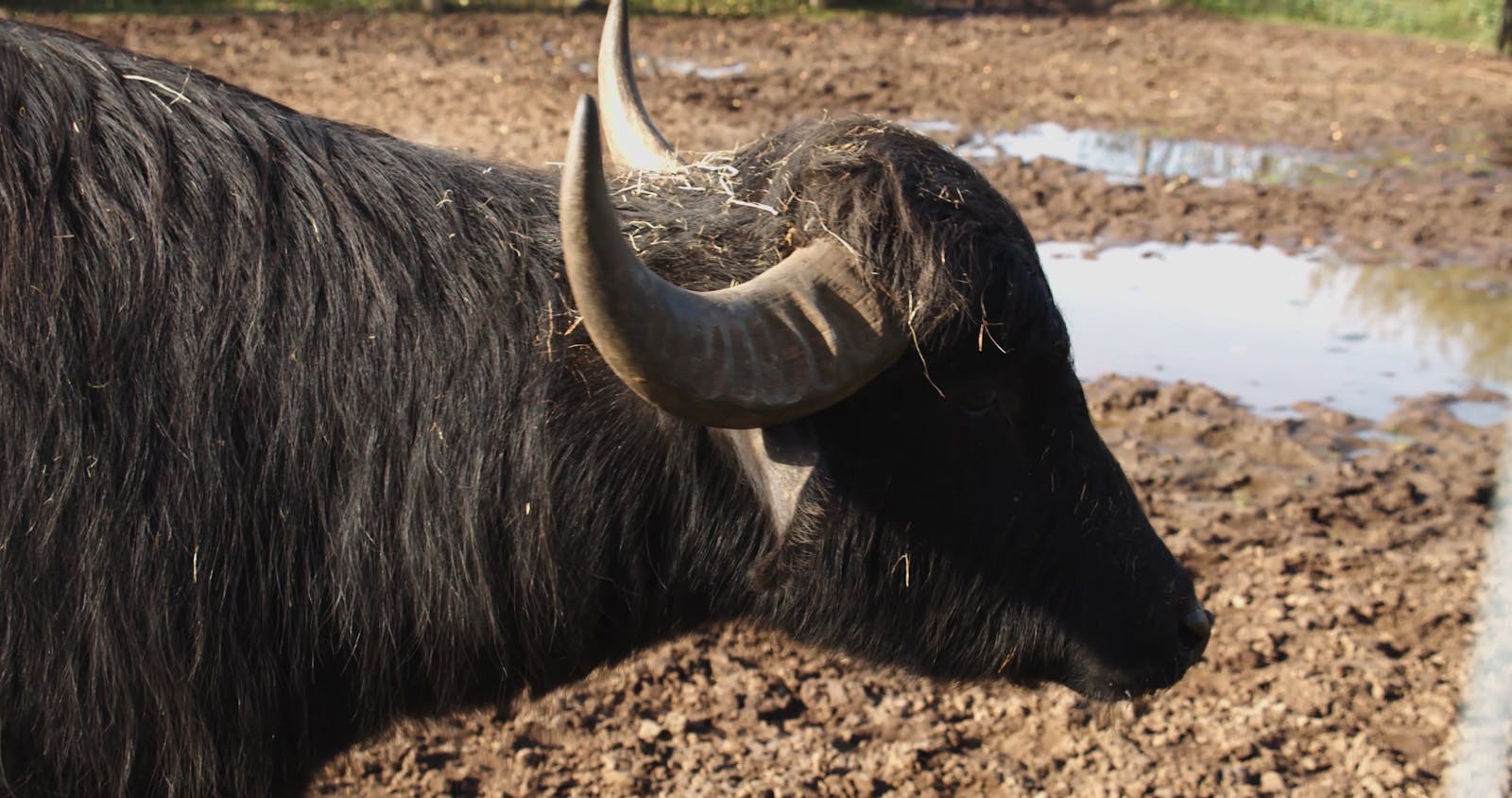 Buffalo Videos, Download The BEST Free 4k Stock Video Footage & Buffalo ...