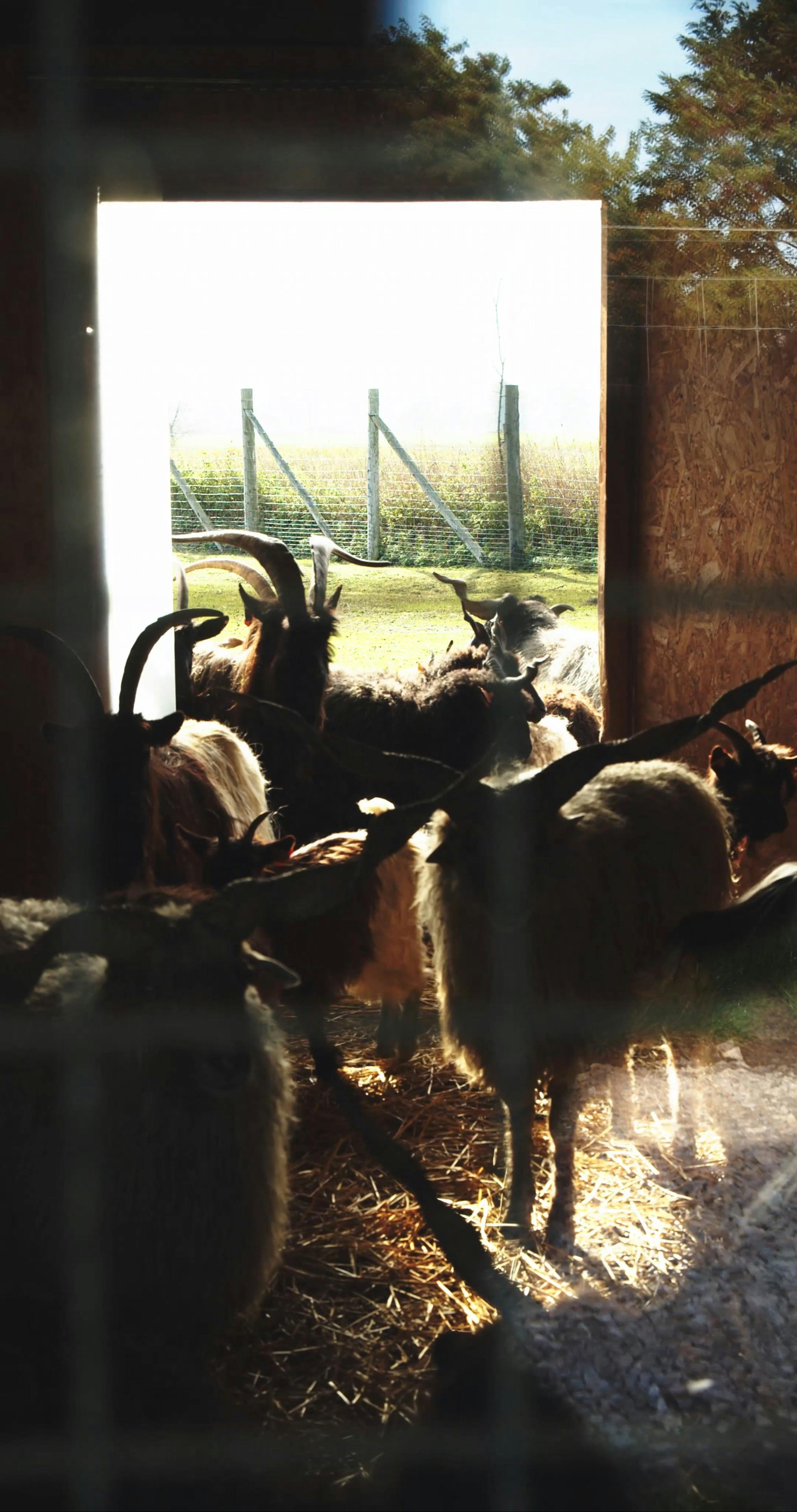 Goat Eating Grass At The Farm Free Stock Video Footage, Royalty-Free 4K ...