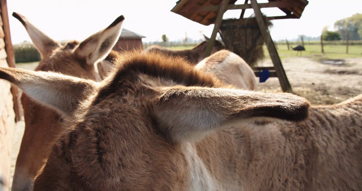 Donkey Videos, Download The BEST Free 4k Stock Video Footage & Donkey ...