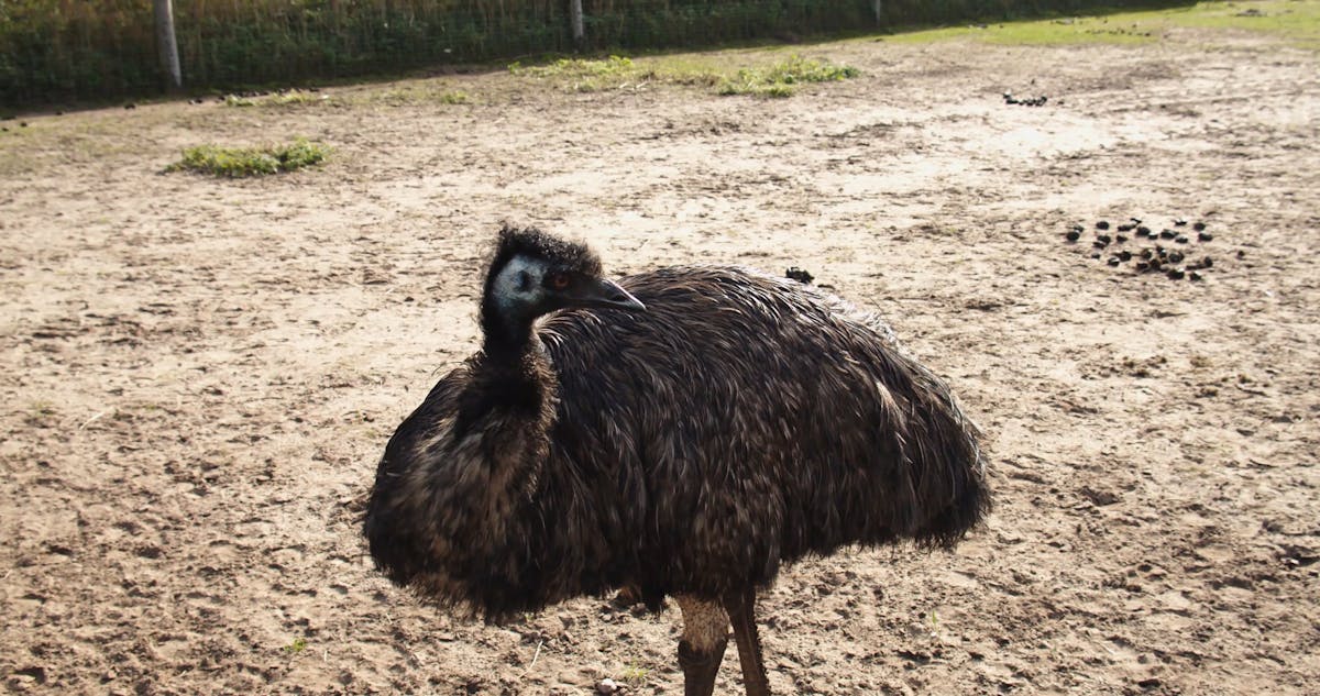 Emu Videos, Download The BEST Free 4k Stock Video Footage & Emu HD ...