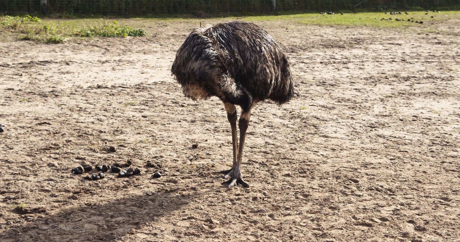 Emu Videos, Download The BEST Free 4k Stock Video Footage & Emu HD ...