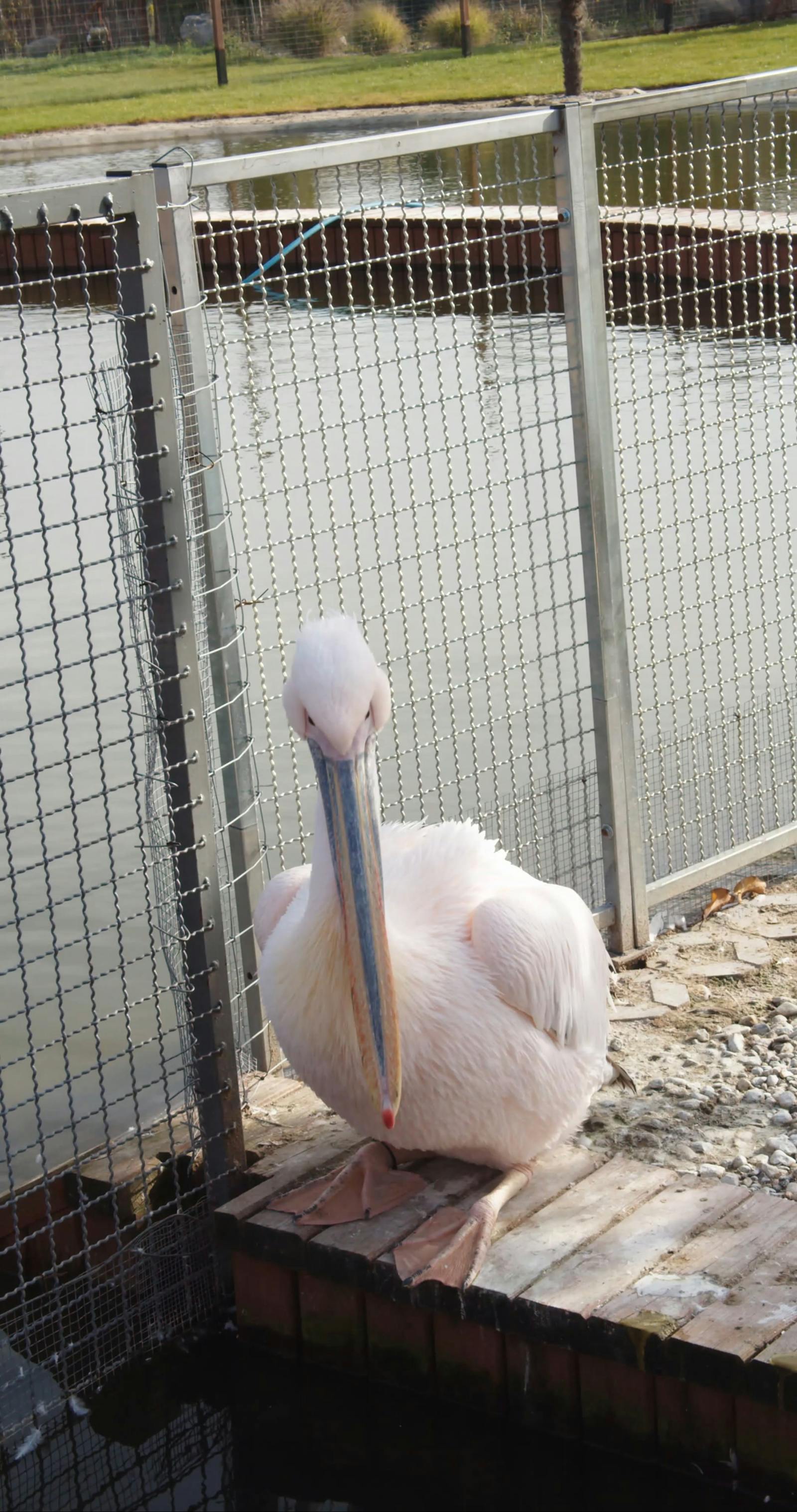 Pink Safari Wallpaper Videos, Download The BEST Free 4k Stock Video ...