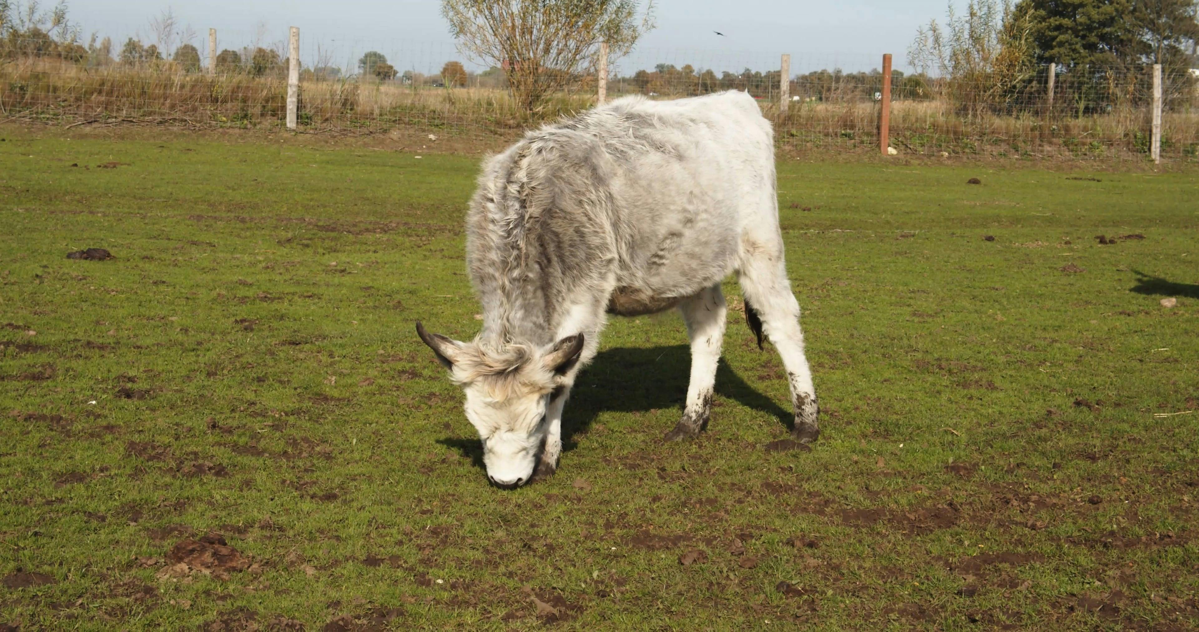 Vídeo profissional gratuito de agricultura, animais, animal, ao ar ...