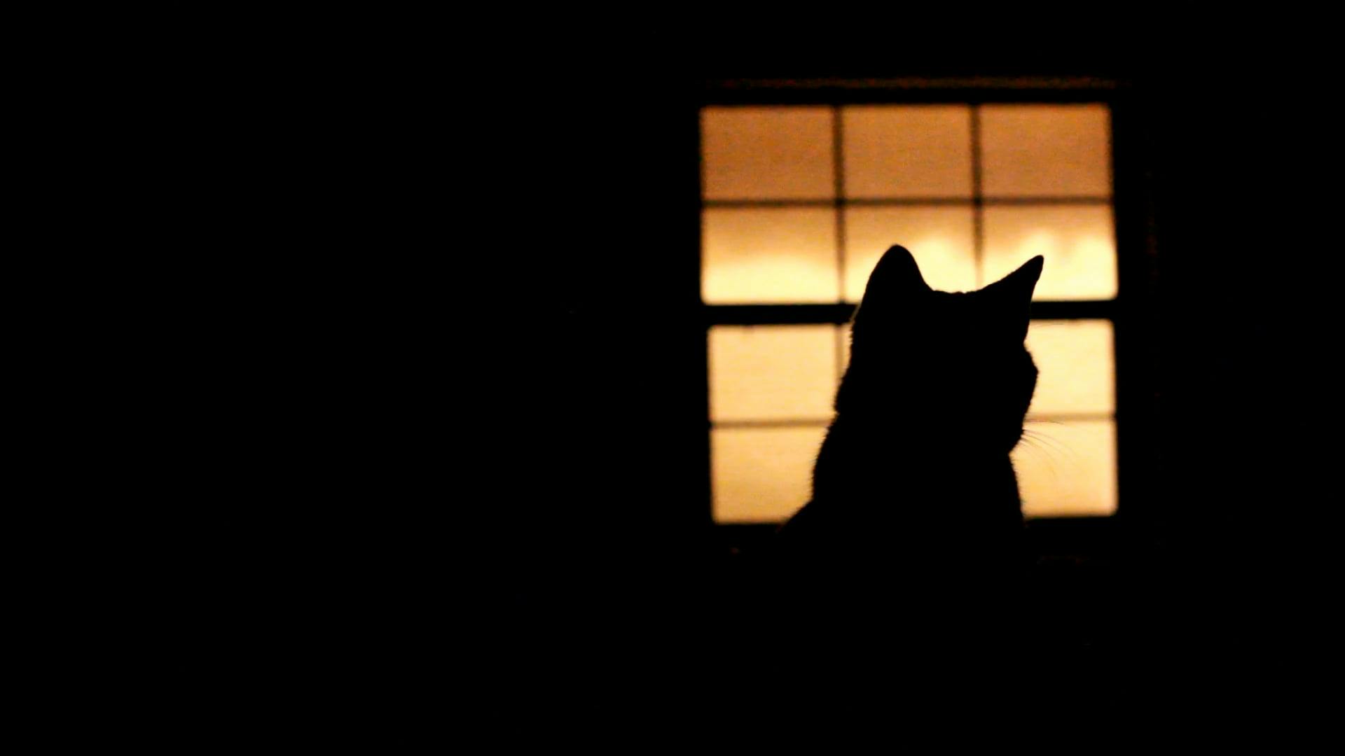 Shadow of a Cat Free Stock Video Footage, Royalty-Free 4K & HD Video Clip