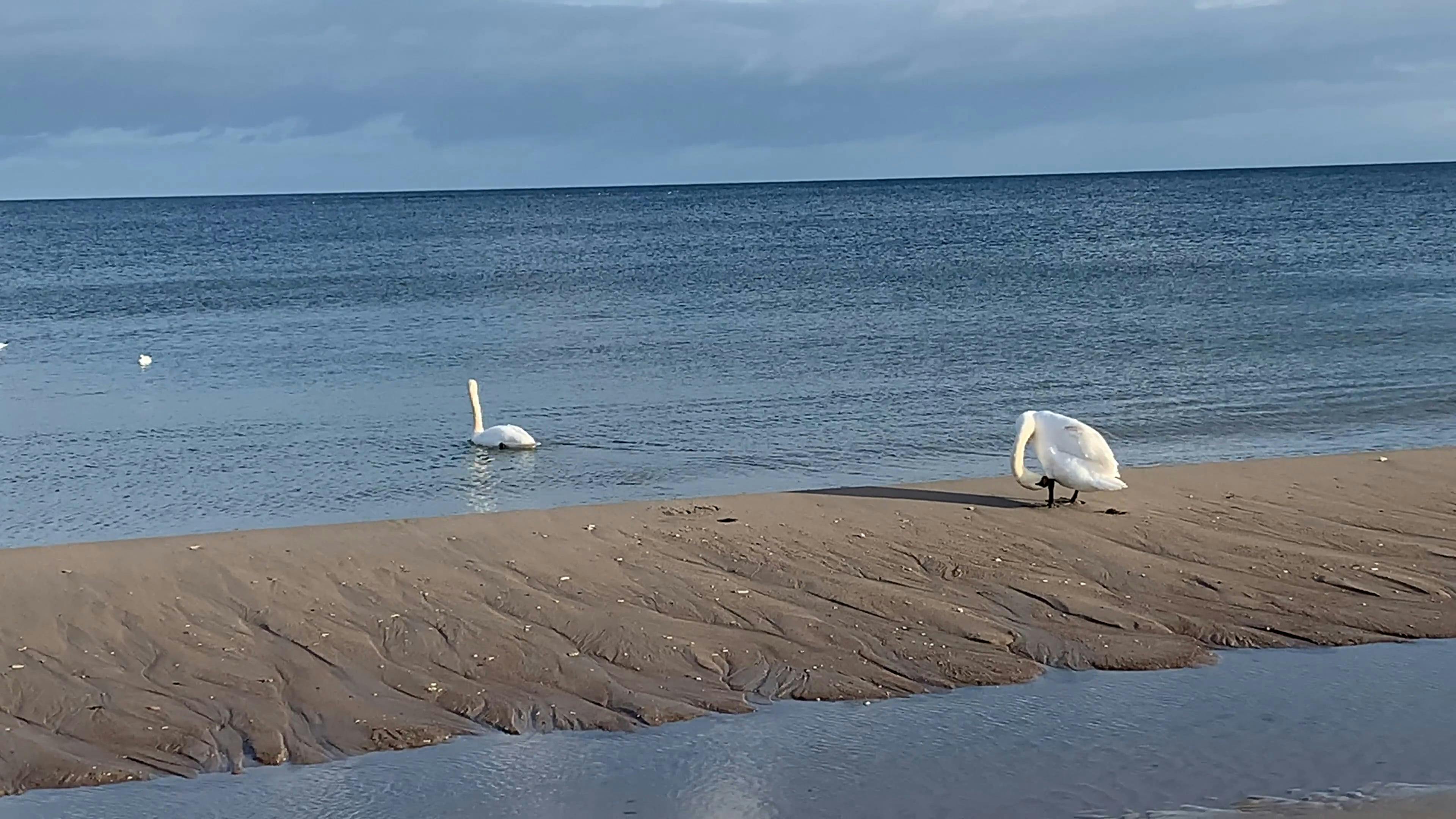 Swans at Sea Free Stock Video Footage, Royalty-Free 4K & HD Video Clip