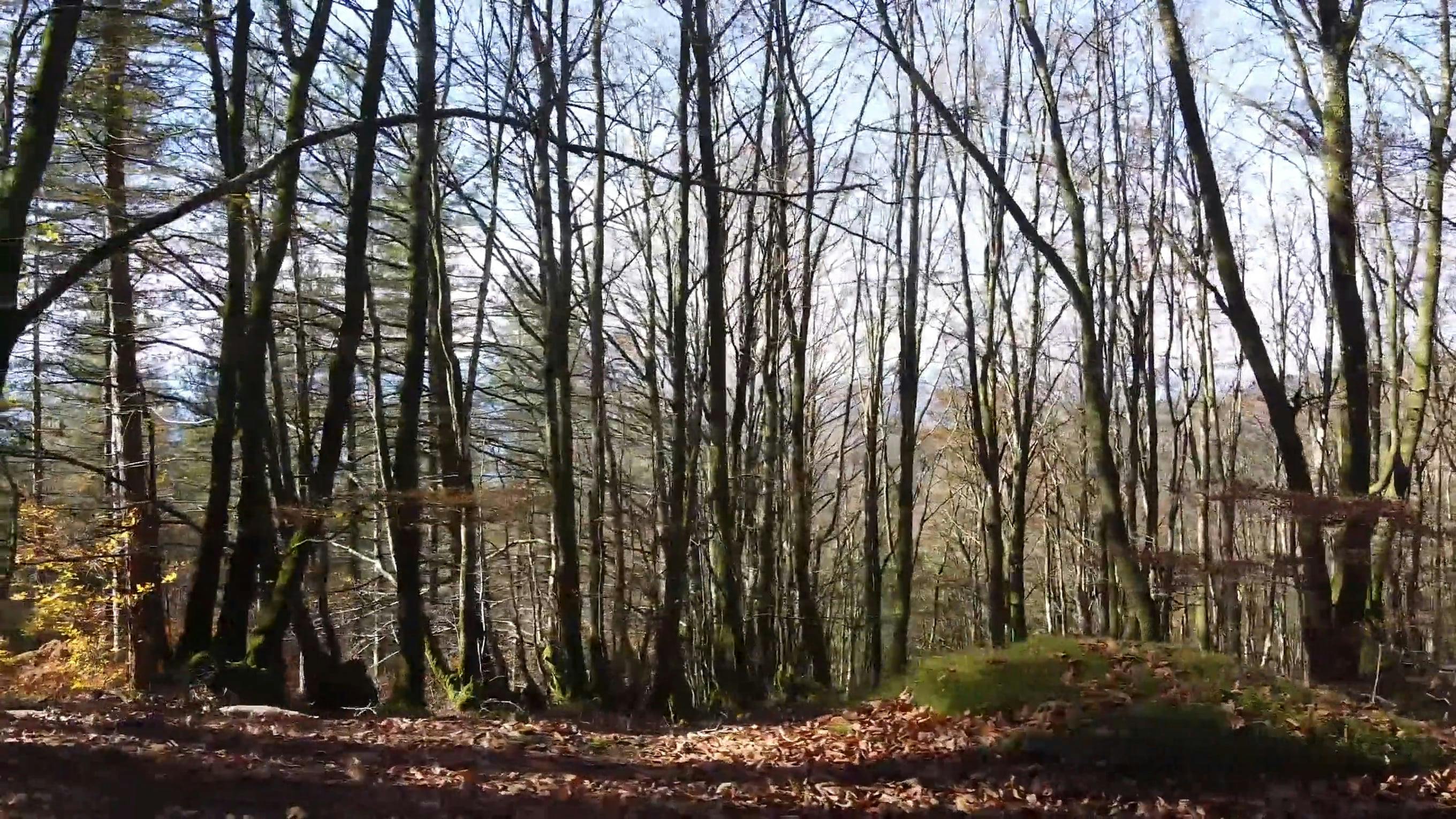 A View of Deep Dense Forest Free Stock Video Footage, Royalty-Free 4K ...