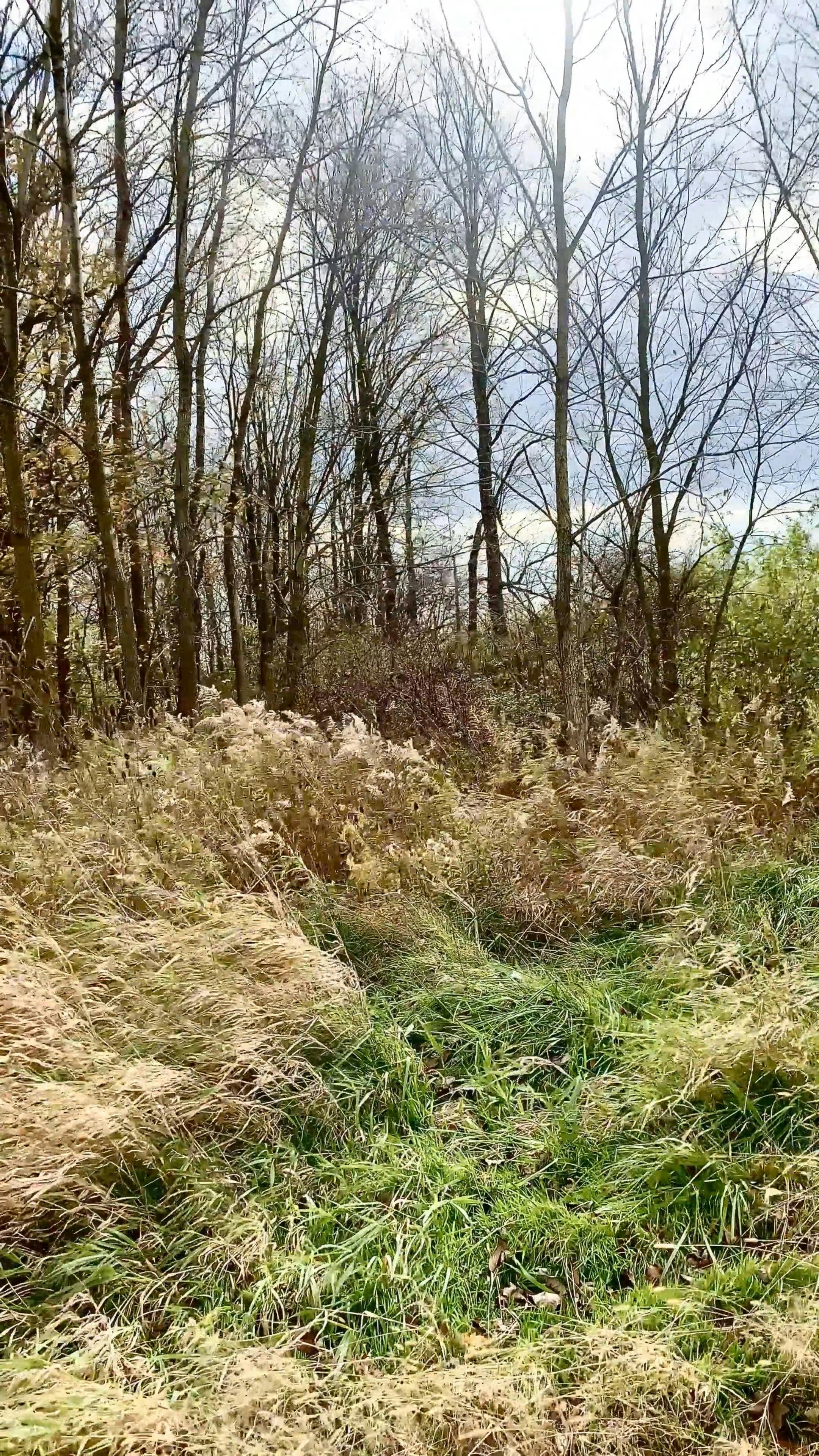 Bamboo Trees Swaying With The Wind Free Stock Video Footage, Royalty ...