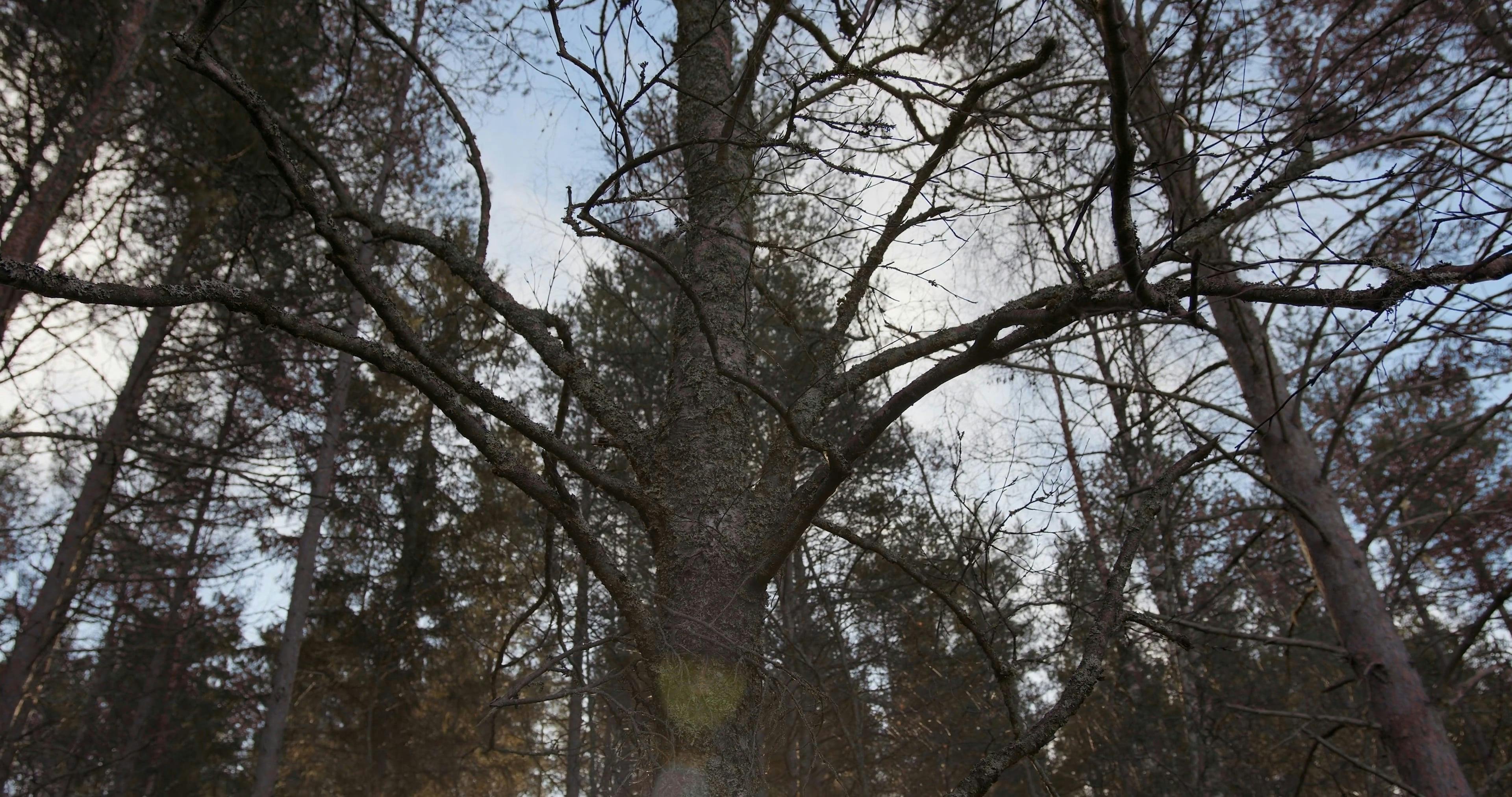 Tall Trees in the Forest · Free Stock Video