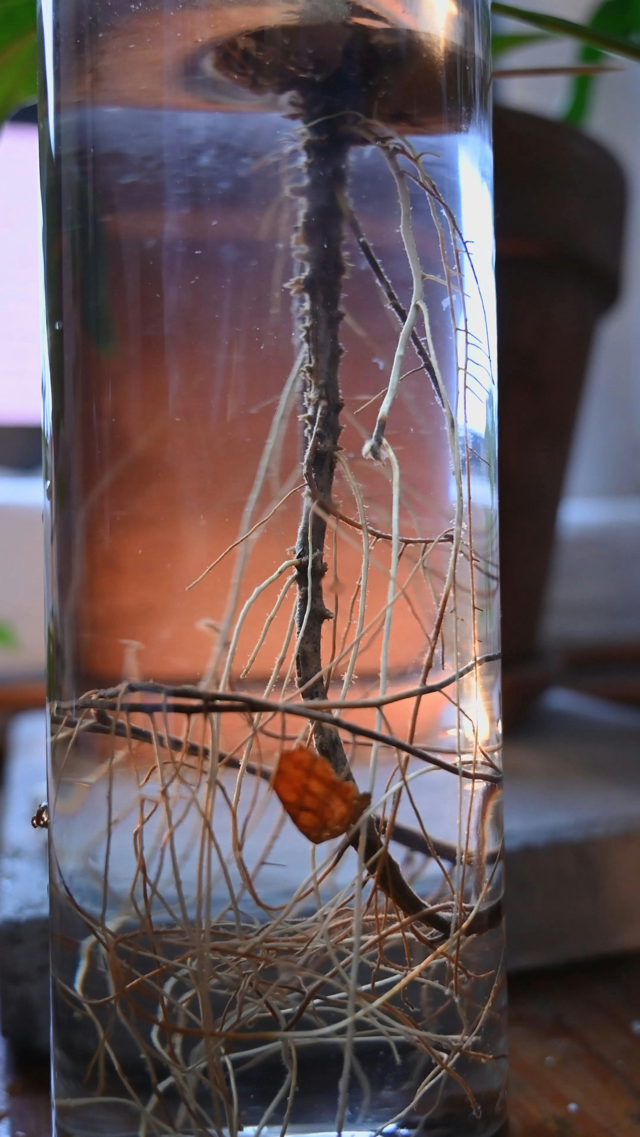 Root of a Potted Plant · Free Stock Video