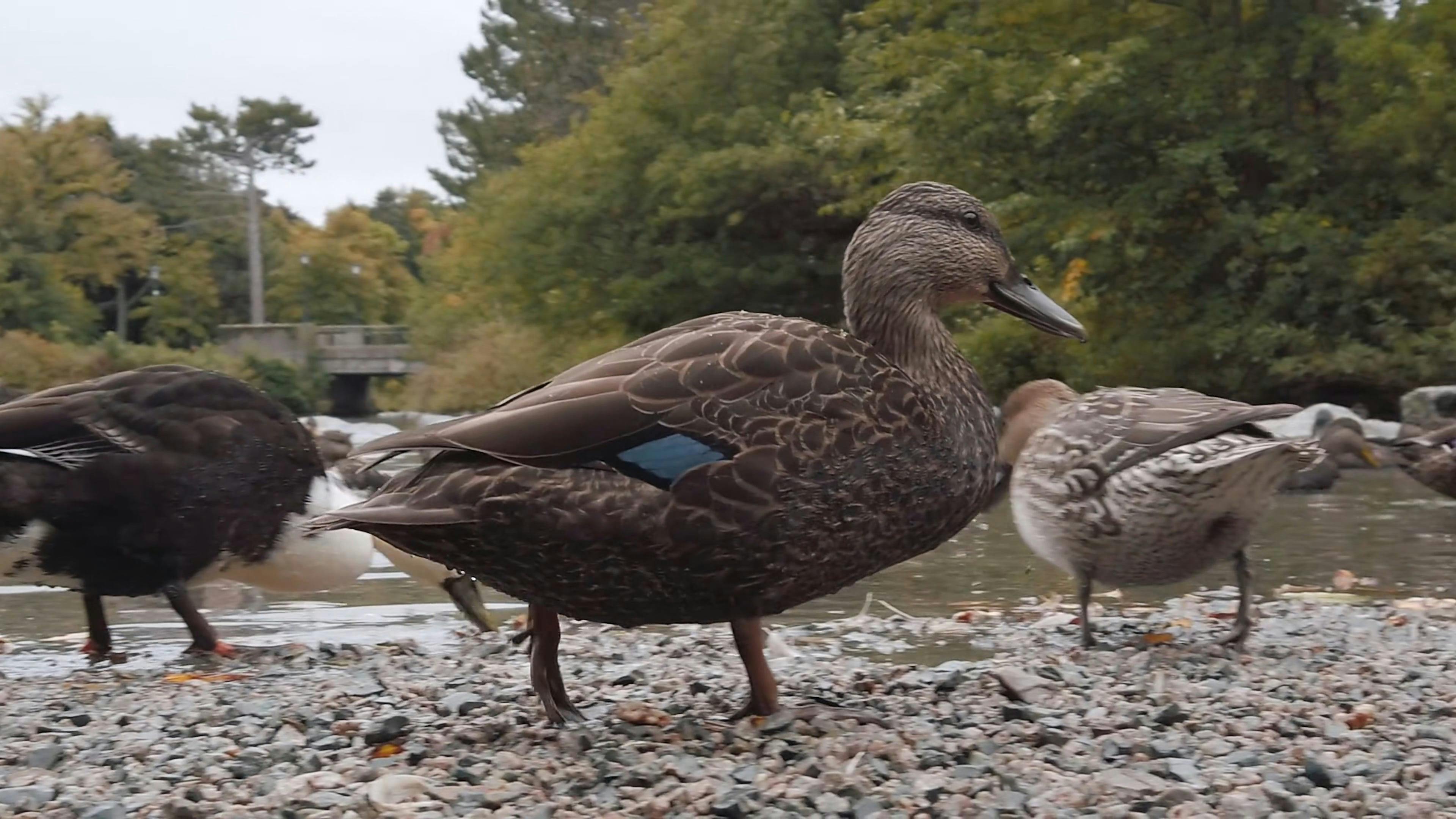 A Flock of Ducks Free Stock Video Footage, Royalty-Free 4K & HD Video Clip
