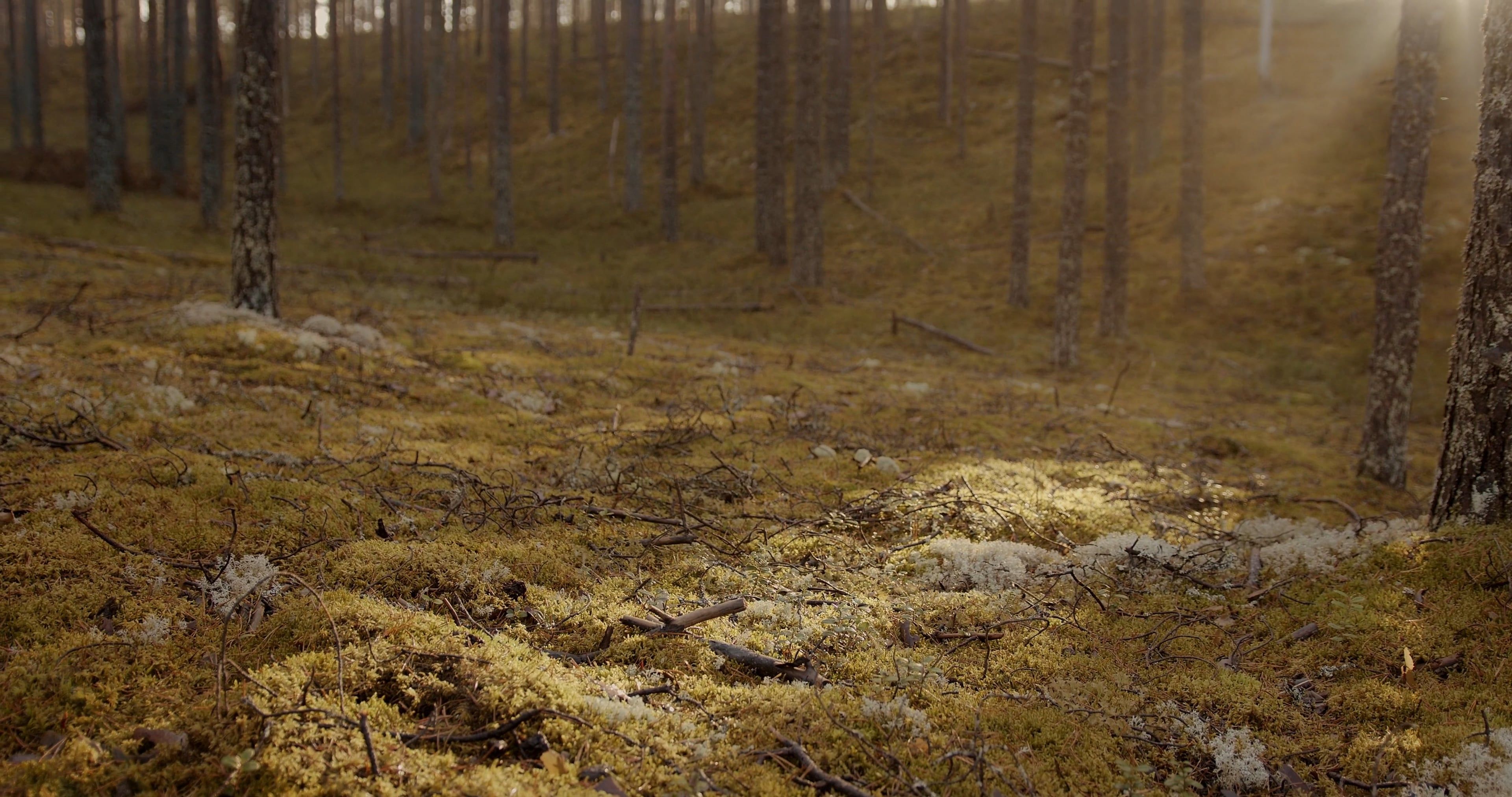 Ground Level Shot of a Woman Walking in the Forest Free Stock Video ...