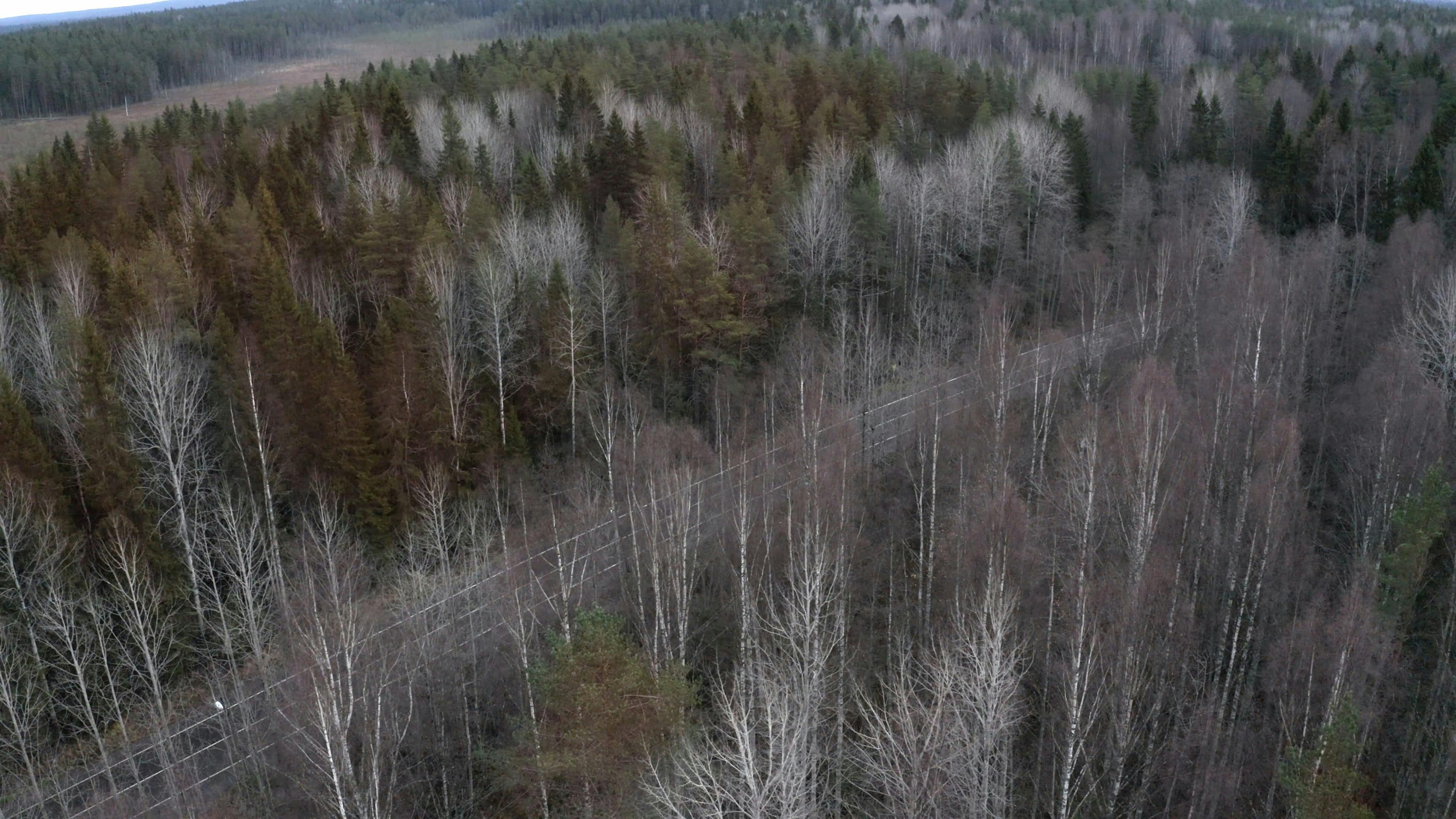 Forest Road Aerial View Free Stock Video Footage, Royalty-Free 4K & HD ...