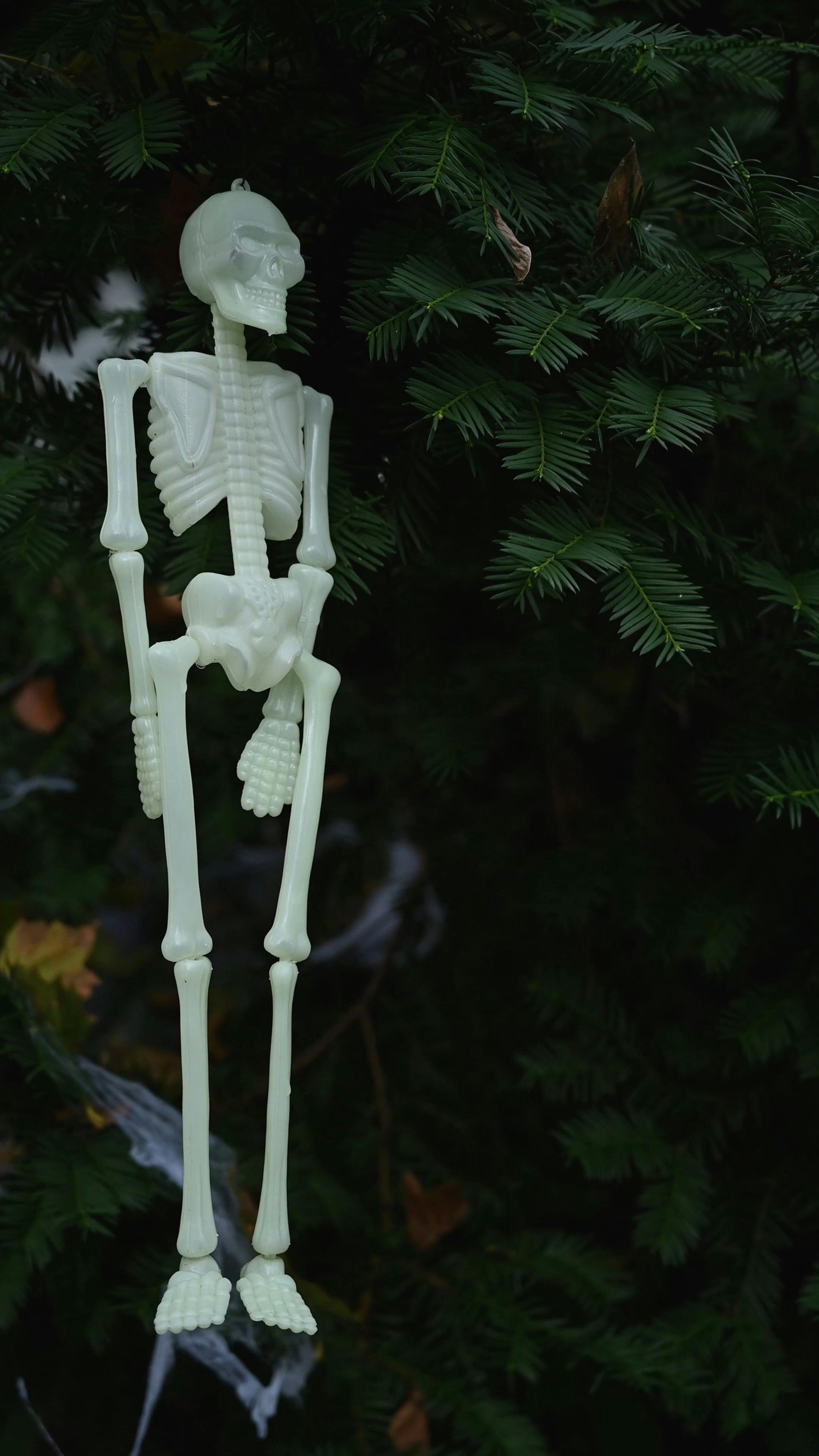 Plastic Skeleton Hanging on a Tree · Free Stock Video