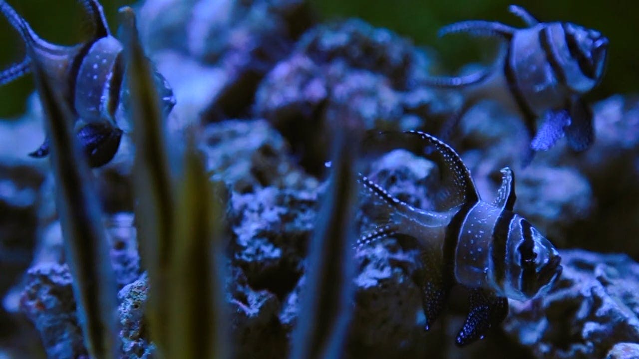 Fish Underwater Free Stock Video Footage, Royalty-Free 4K & HD Video Clip