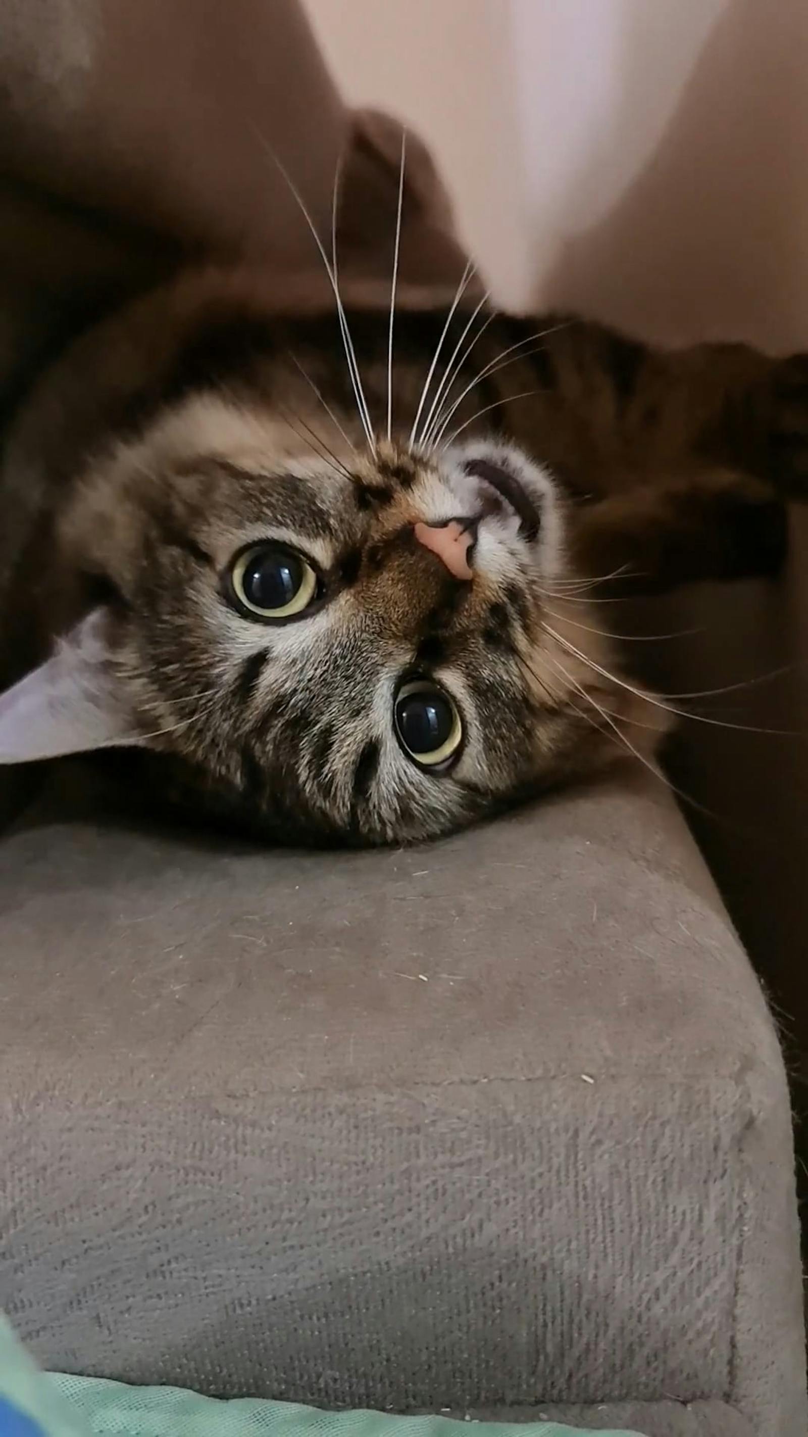 Cat Animation Videos, Download The BEST Free 4k Stock Video Footage ...