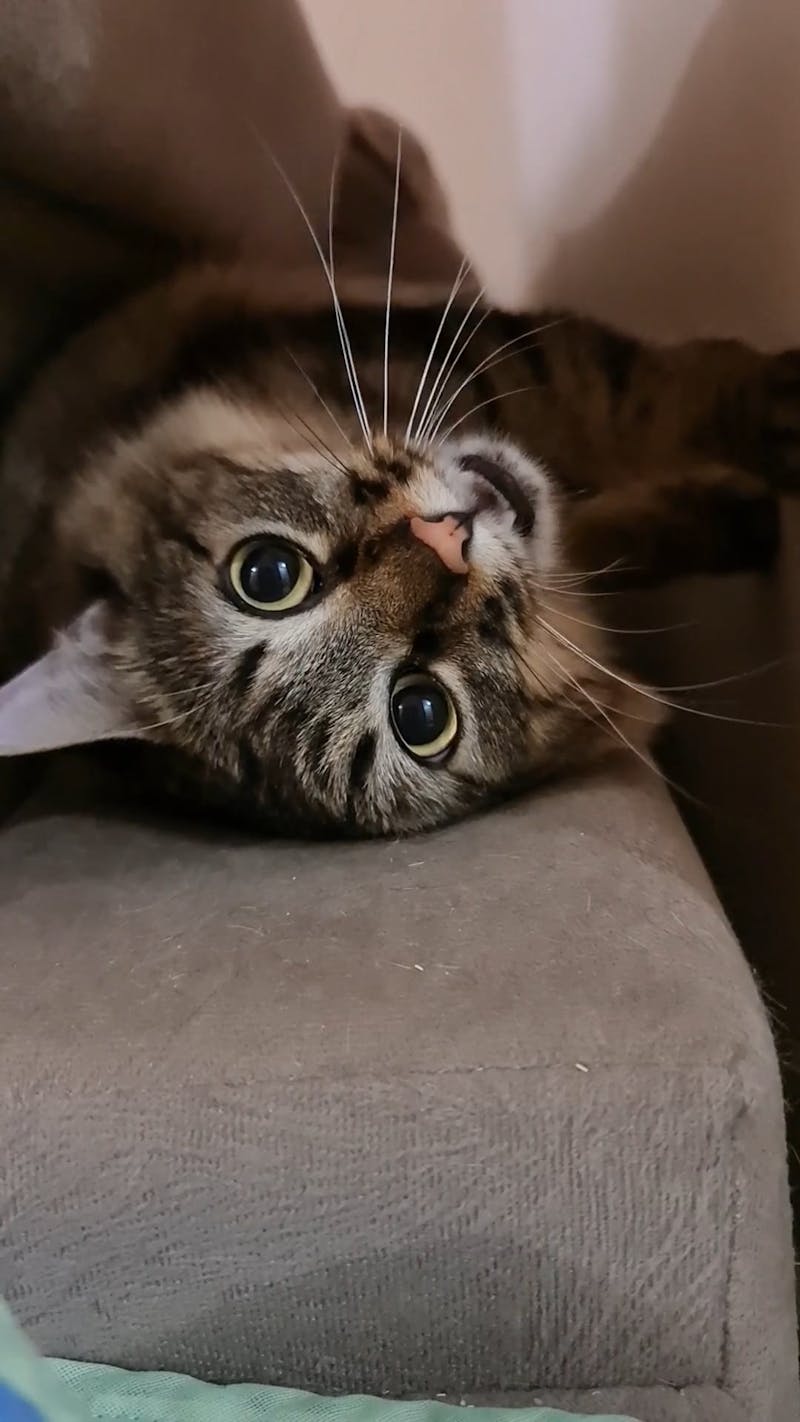 Cat Animation Videos, Download The BEST Free 4k Stock Video Footage ...