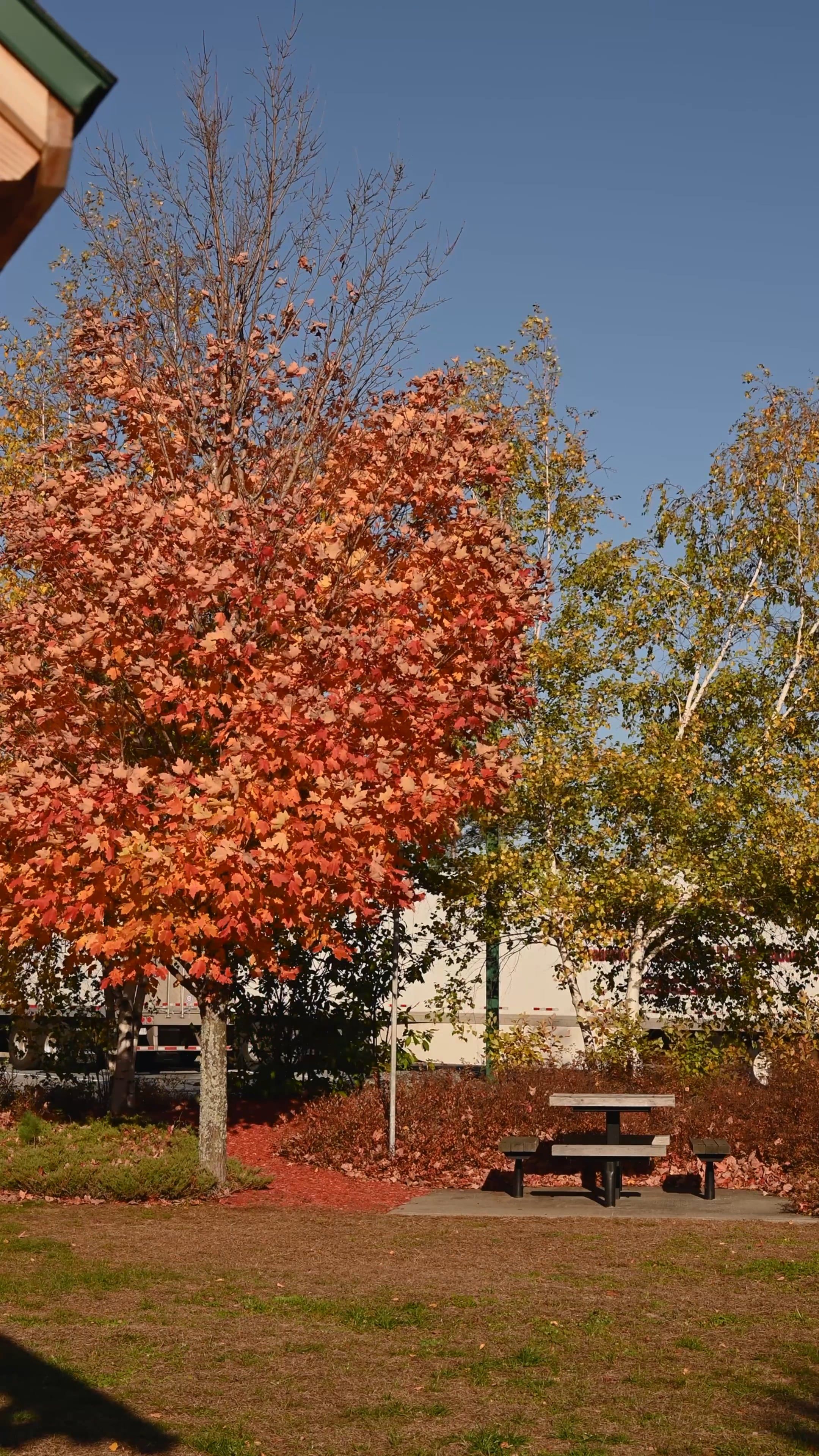 A Vertical Video of a Maple Tree Free Stock Video Footage, Royalty-Free ...