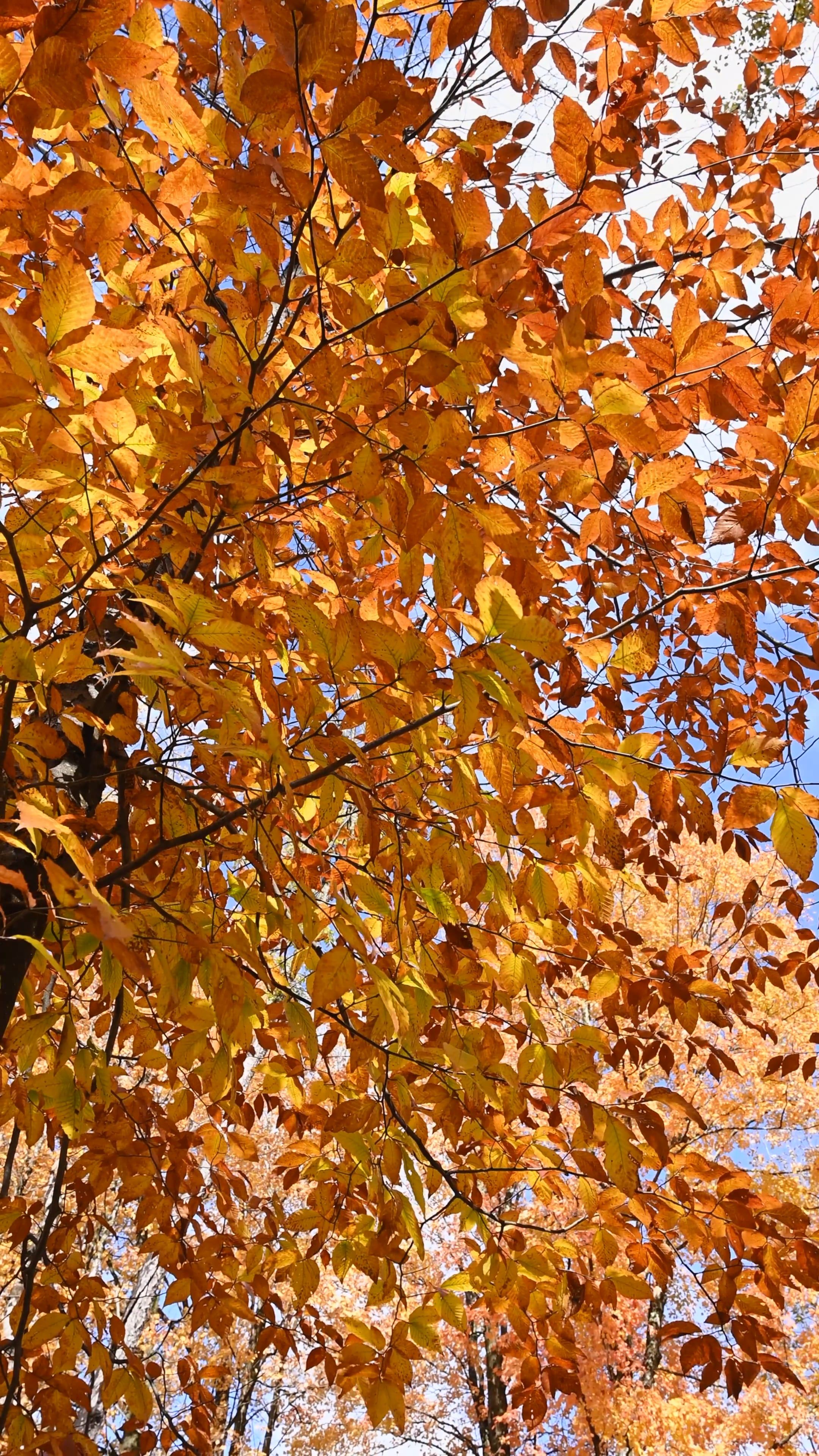 Vídeos de stock gratuitos sobre al aire libre, arboles, bosque