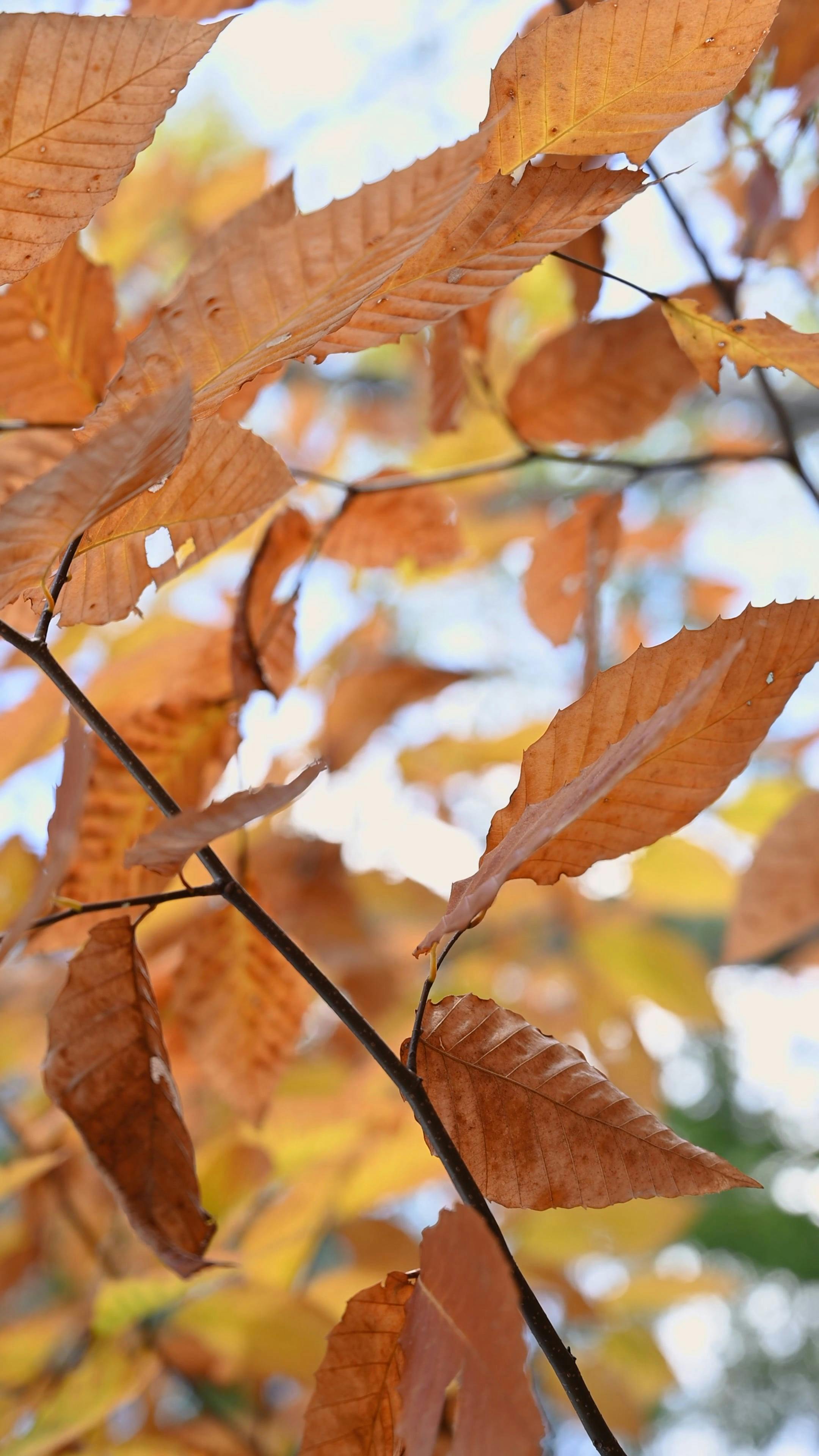 Dry Tree Leaves Videos, Download The BEST Free 4k Stock Video Footage ...