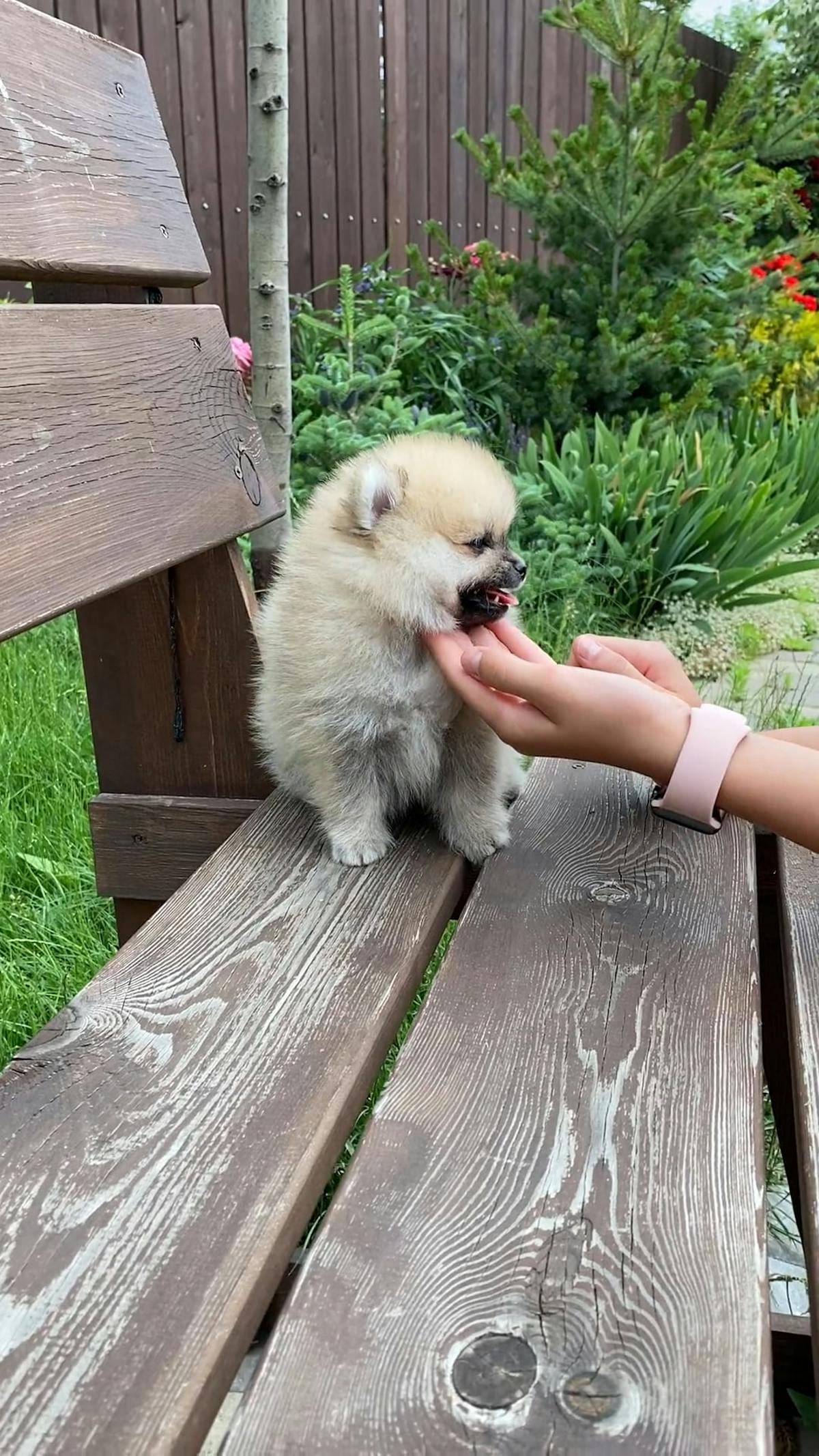 Cute Dog Videos, Download The BEST Free 4k Stock Video Footage & Cute ...