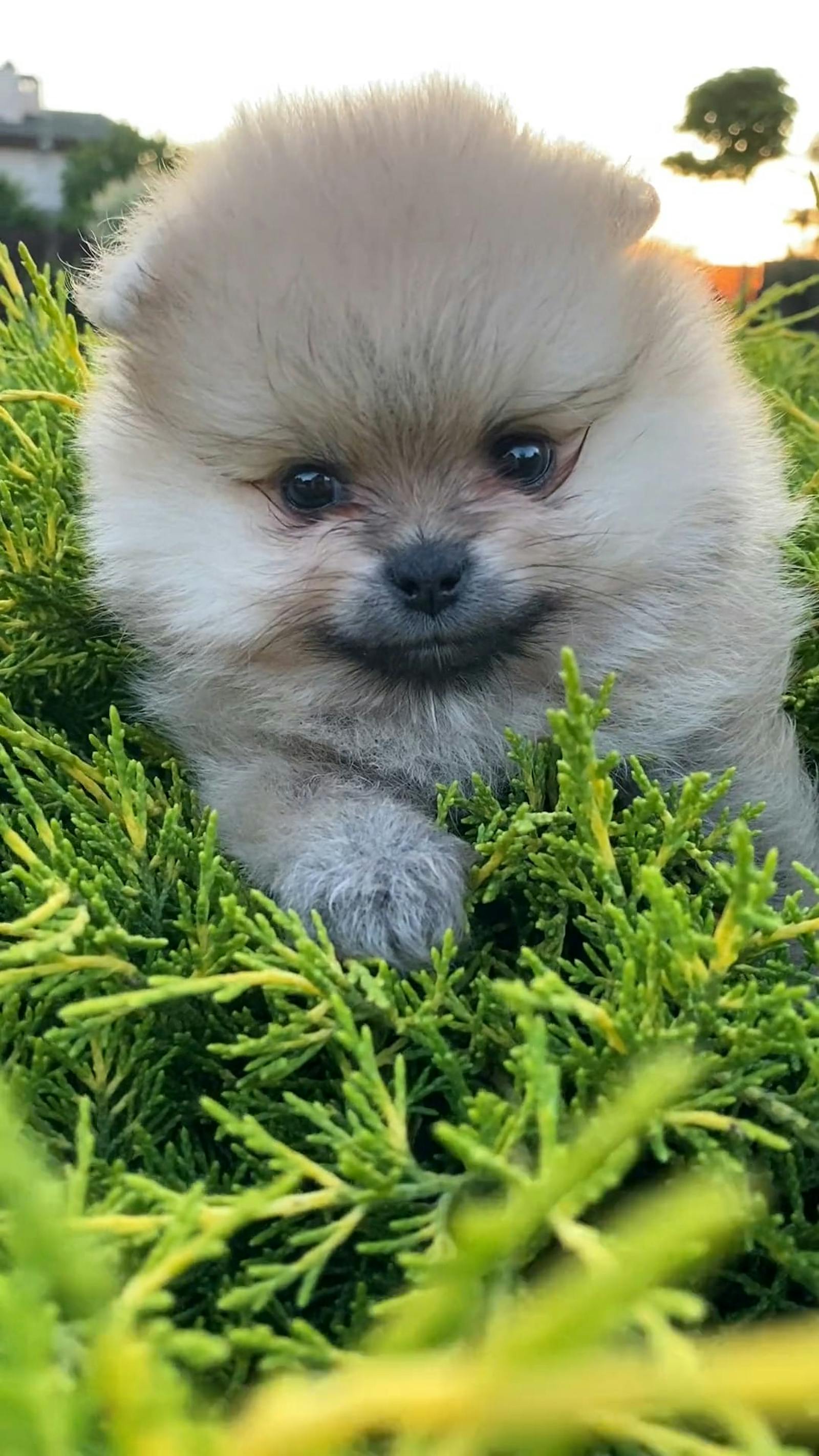 Cute Dog Videos, Download The BEST Free 4k Stock Video Footage & Cute ...