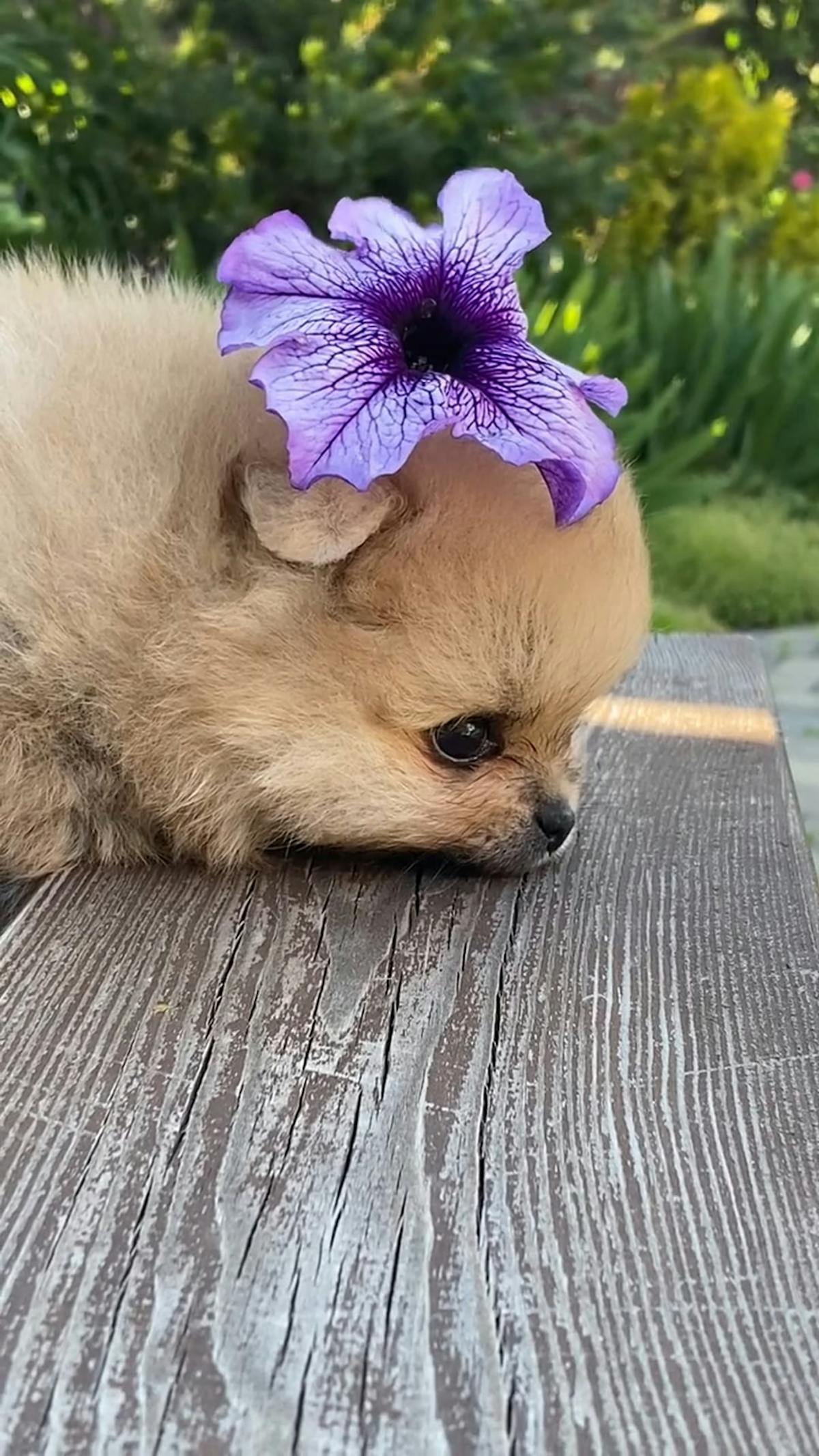 Cute Dog Videos, Download The BEST Free 4k Stock Video Footage & Cute ...