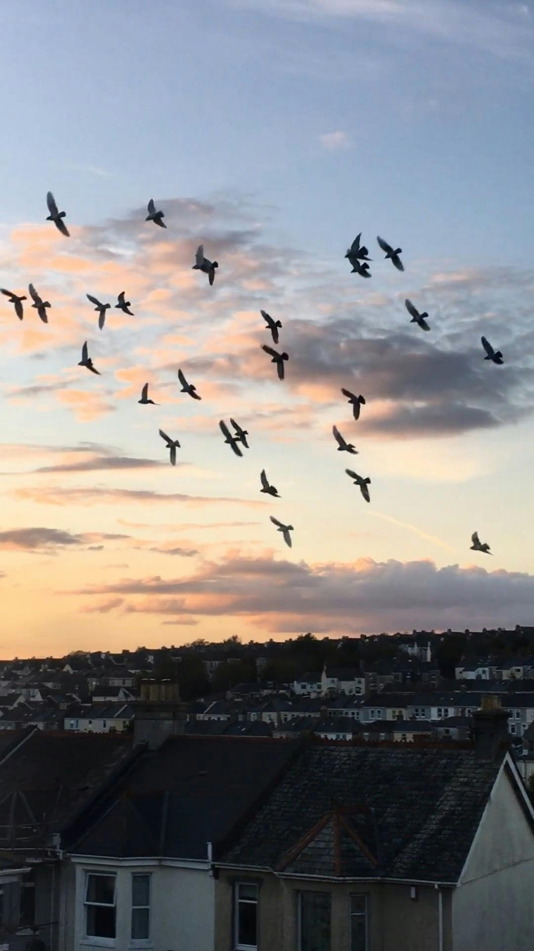 A Flock of Birds Flying Free Stock Video Footage, Royalty-Free 4K & HD ...