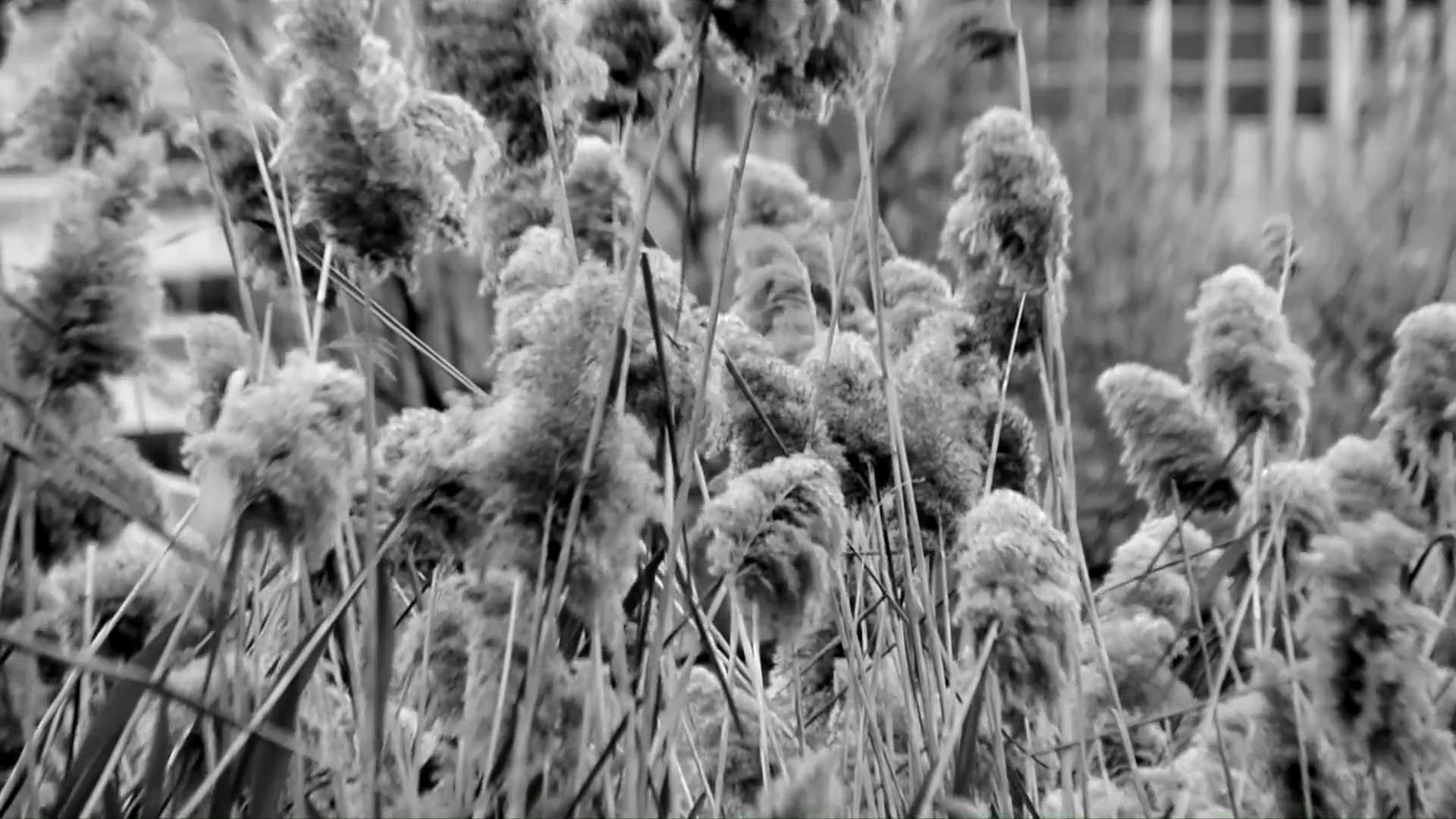 High Contrast Grayscale Videos, Download The BEST Free 4k Stock Video ...