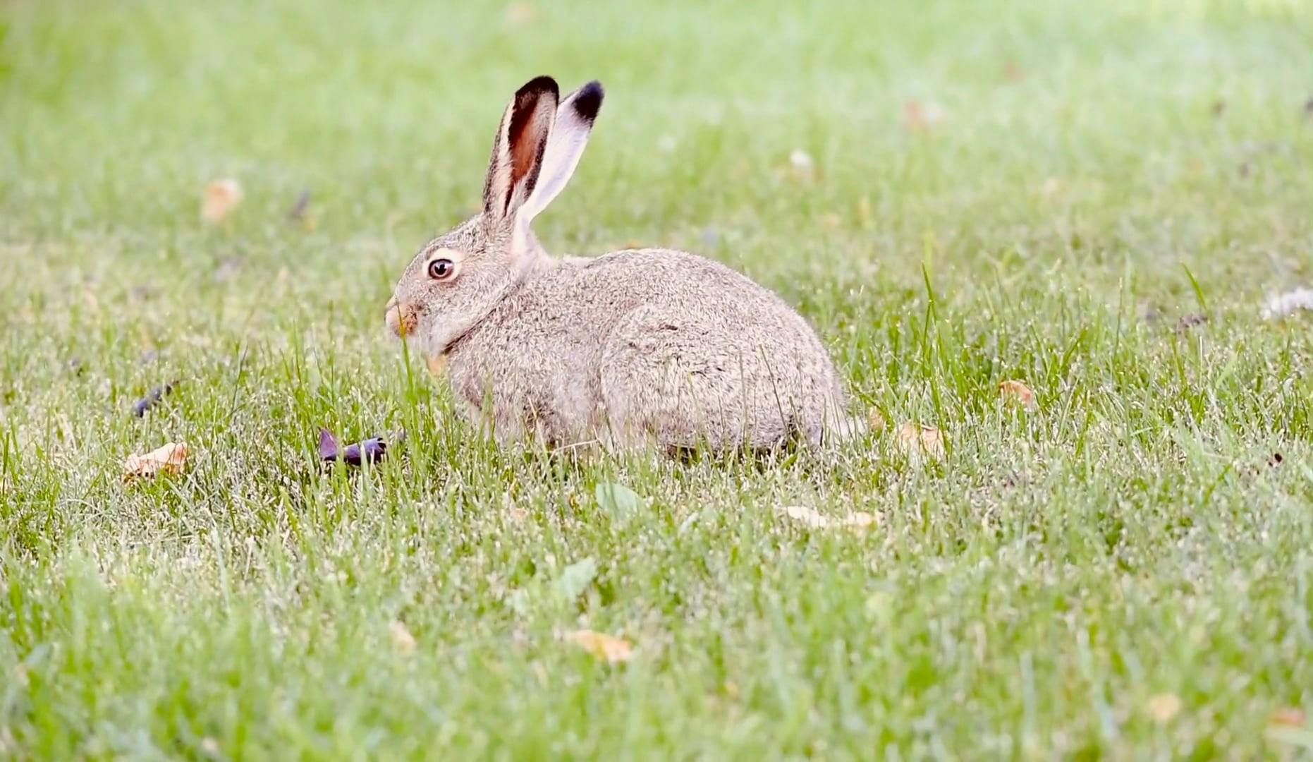 Arctic Hare Feeding On Grass · Free Stock Video