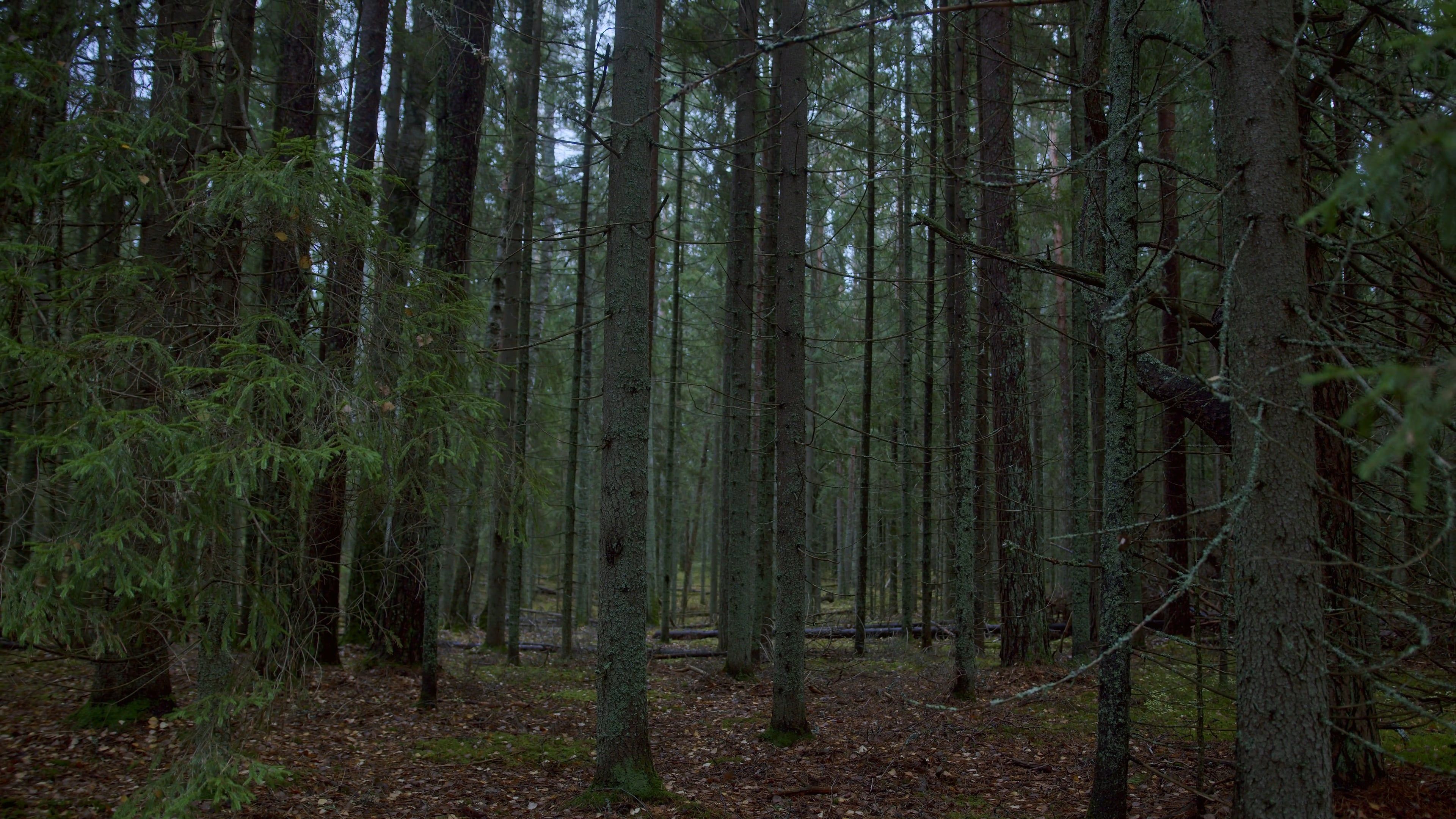 A Footage of a Forest Free Stock Video Footage, Royalty-Free 4K & HD ...