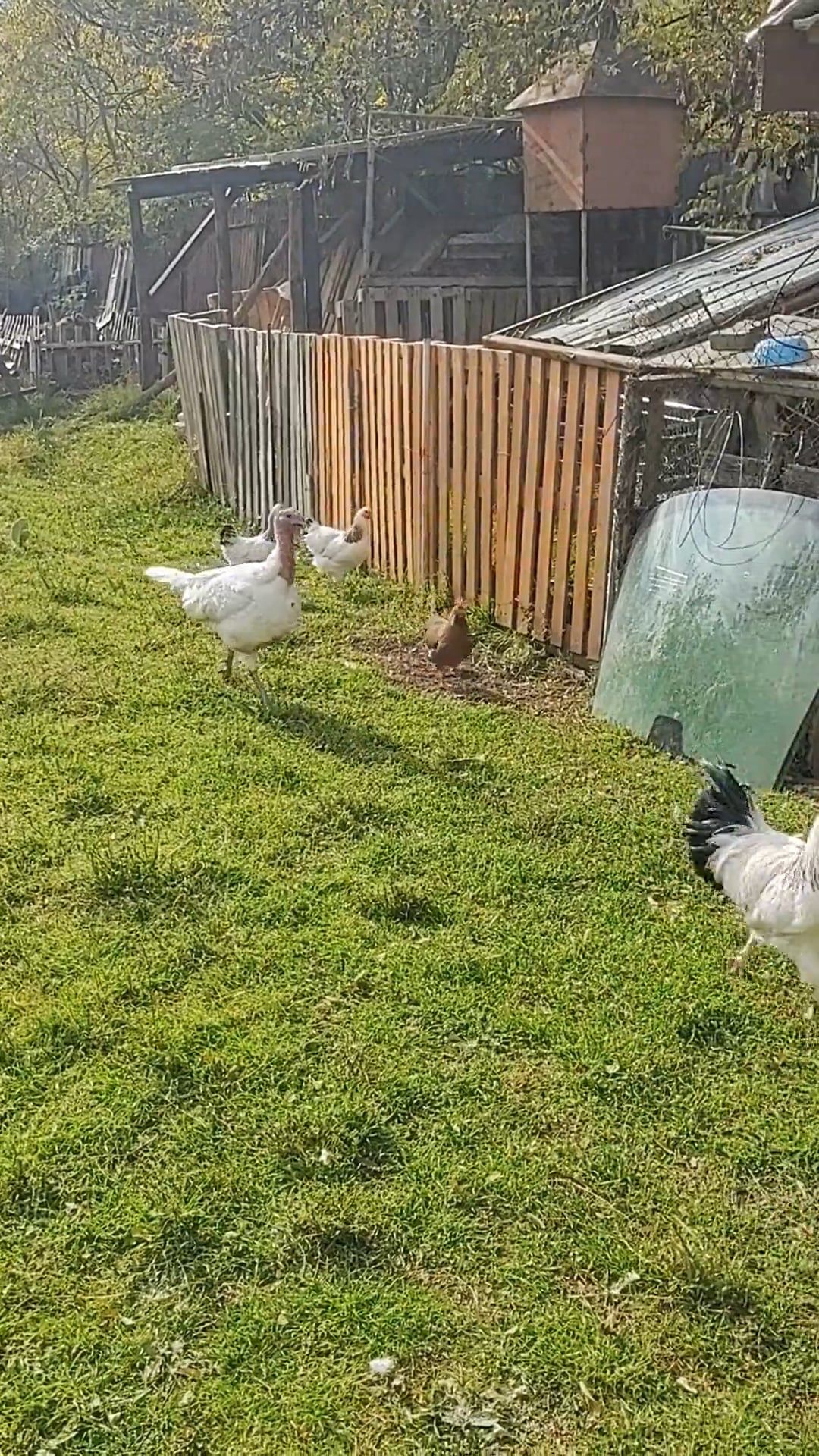 Video of Chickens in the Backyard Free Stock Video Footage, Royalty ...