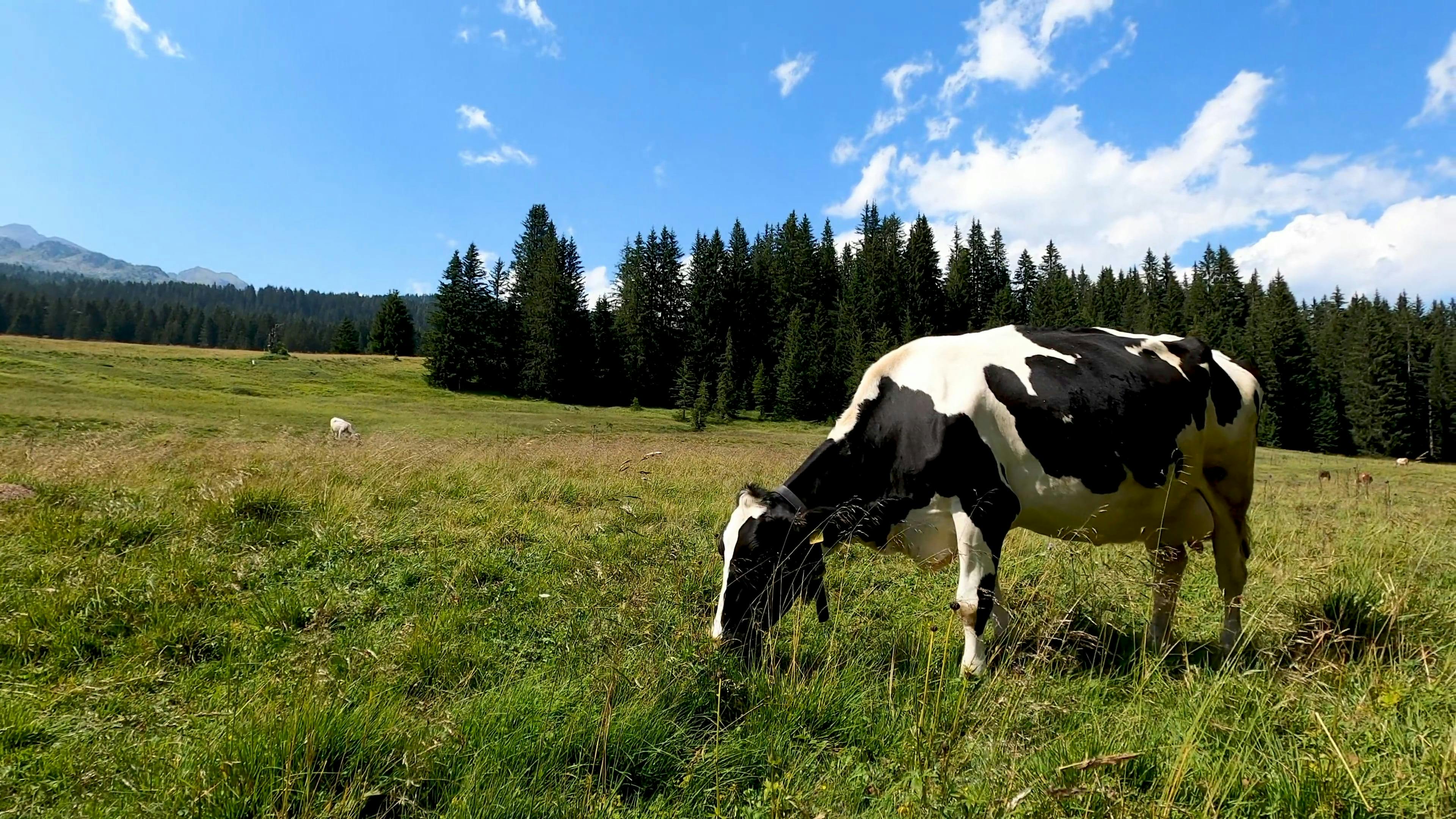 Milk Cows Videos, Download The BEST Free 4k Stock Video Footage & Milk ...