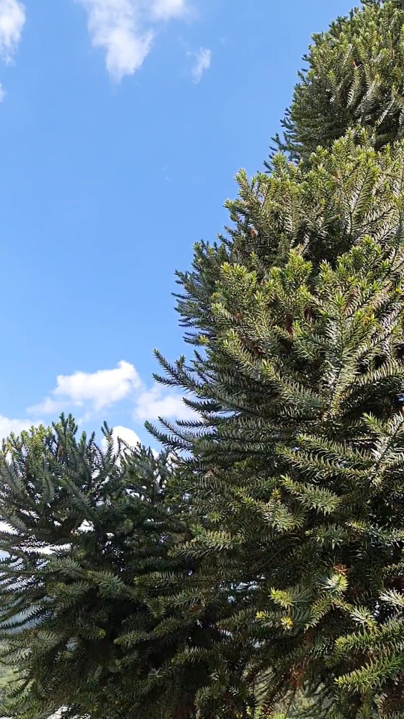 Los mejores vídeos de Araucaria · Banco de Imágenes Gratis · Vídeos de ...